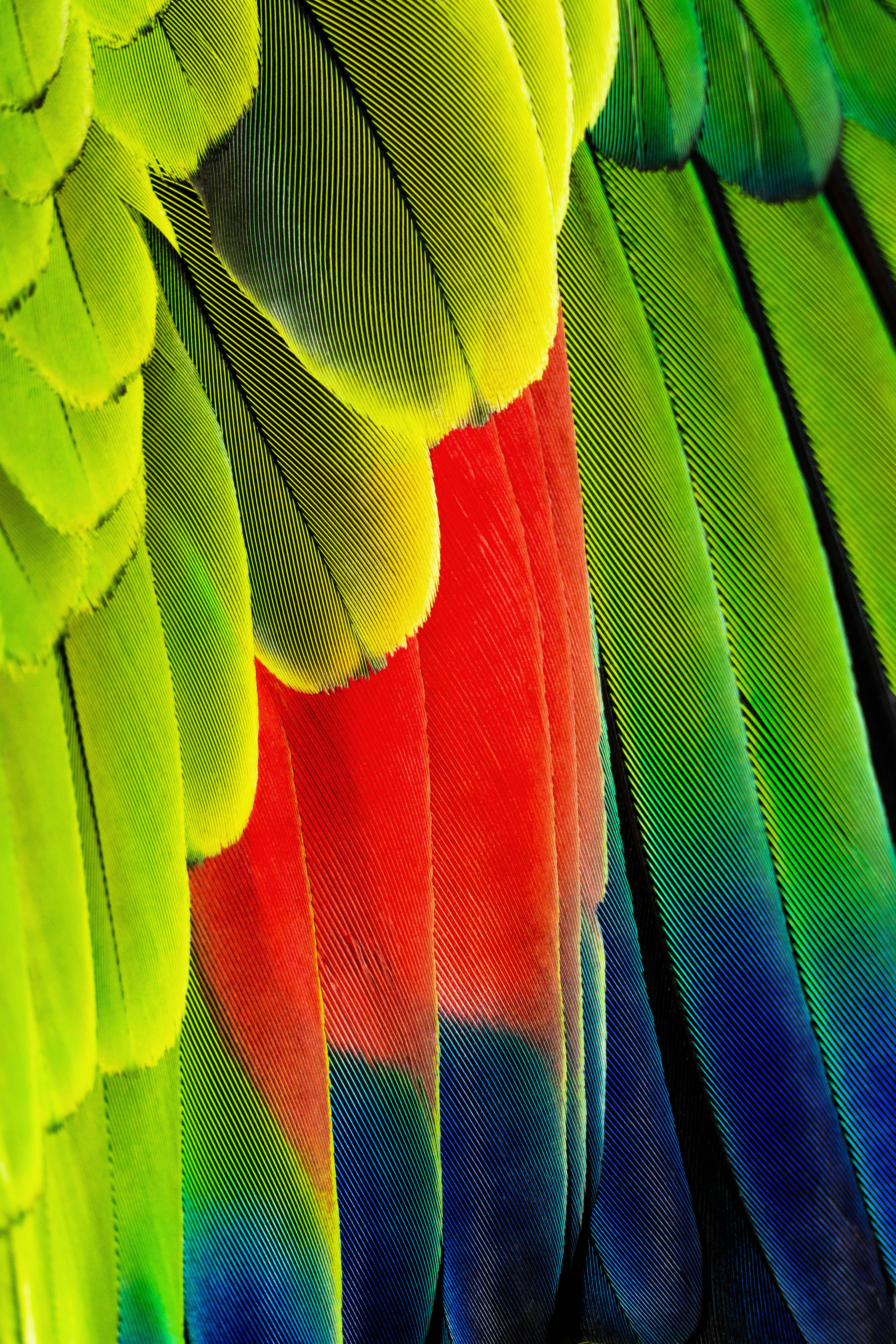 The fabulous feathers of a Blue-fronted Amazon Parrot.David Clode