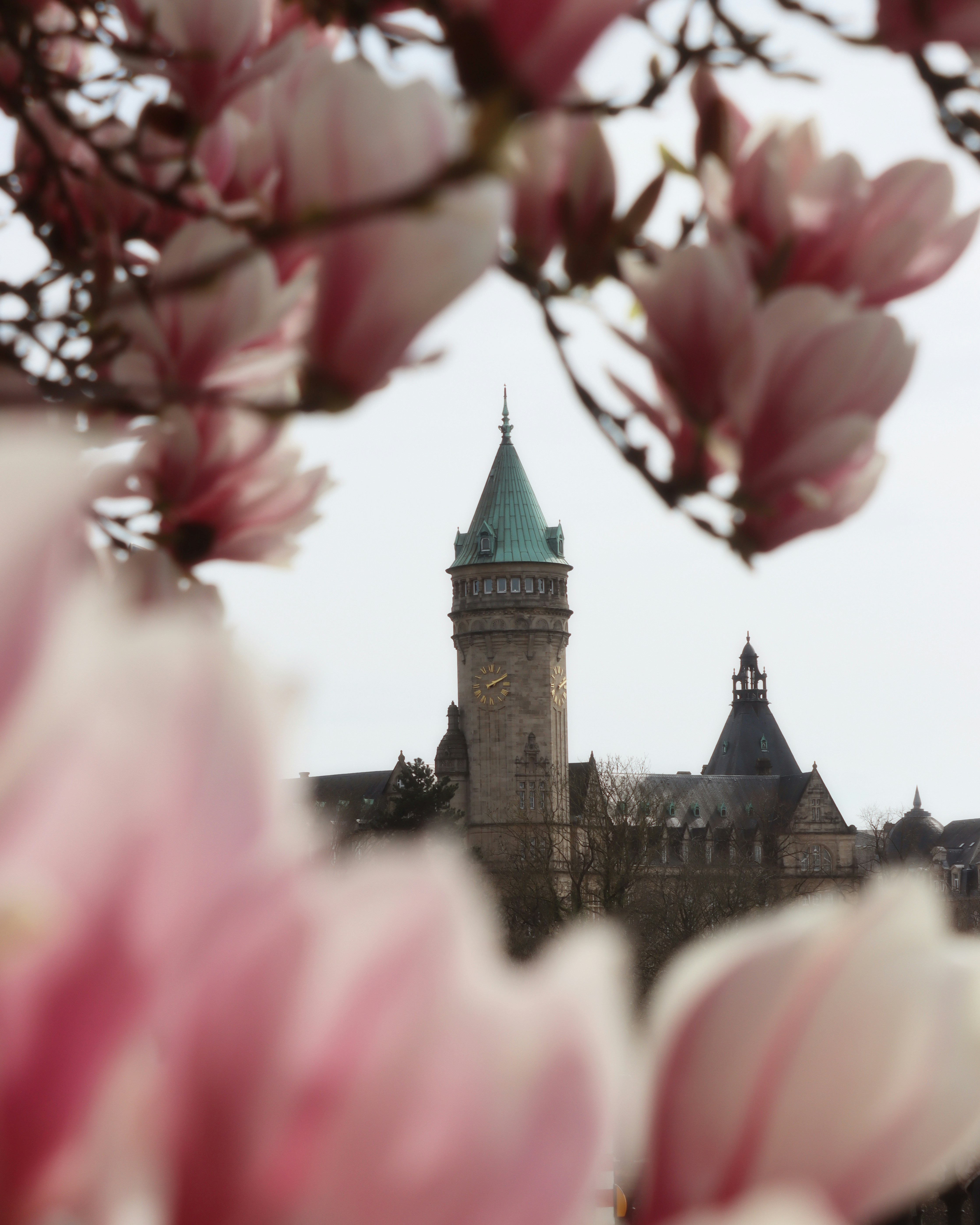A view of a clock tower through a bunch of flowers