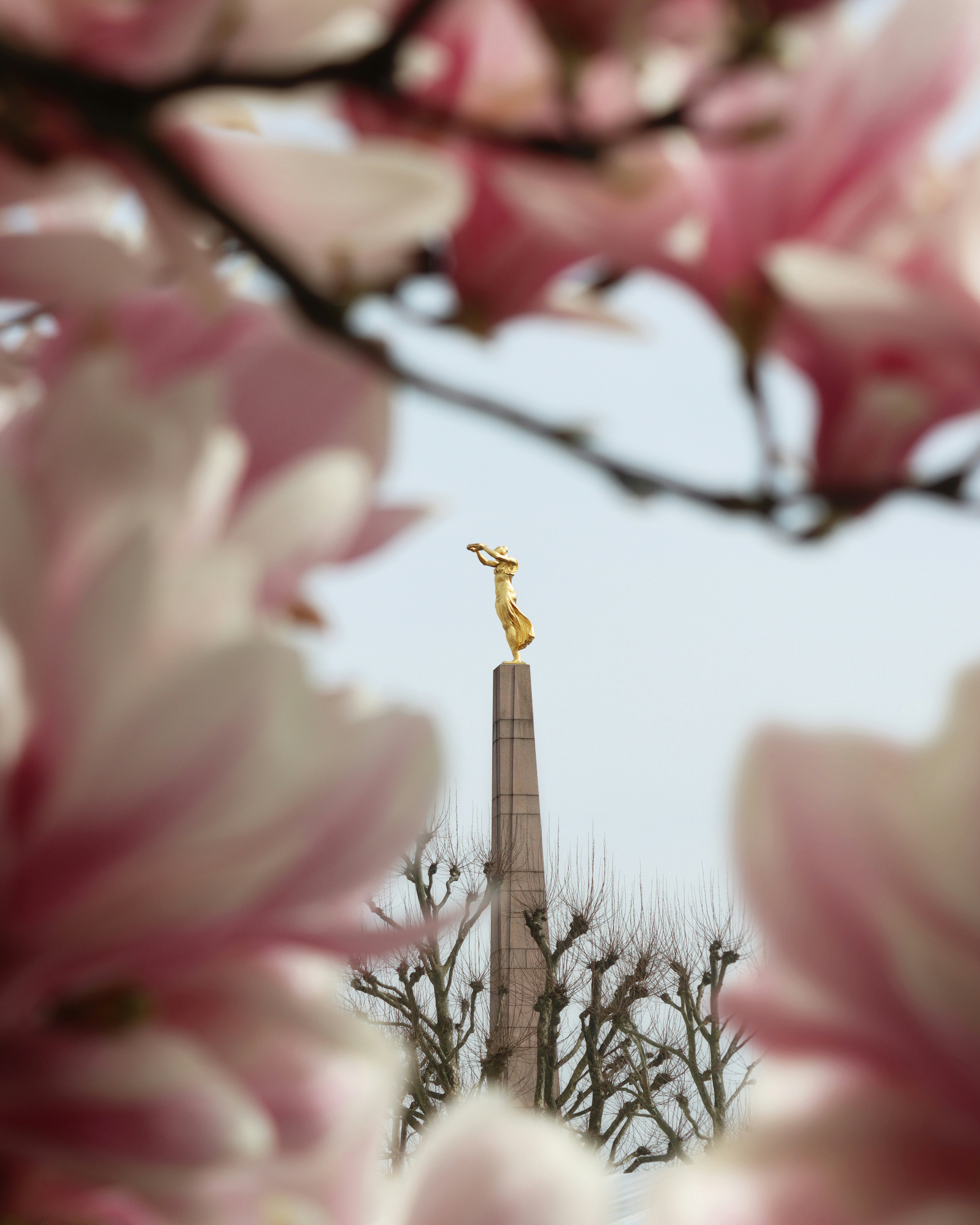 Gold Sentinel Above the Monument, Framed by Spring Petals