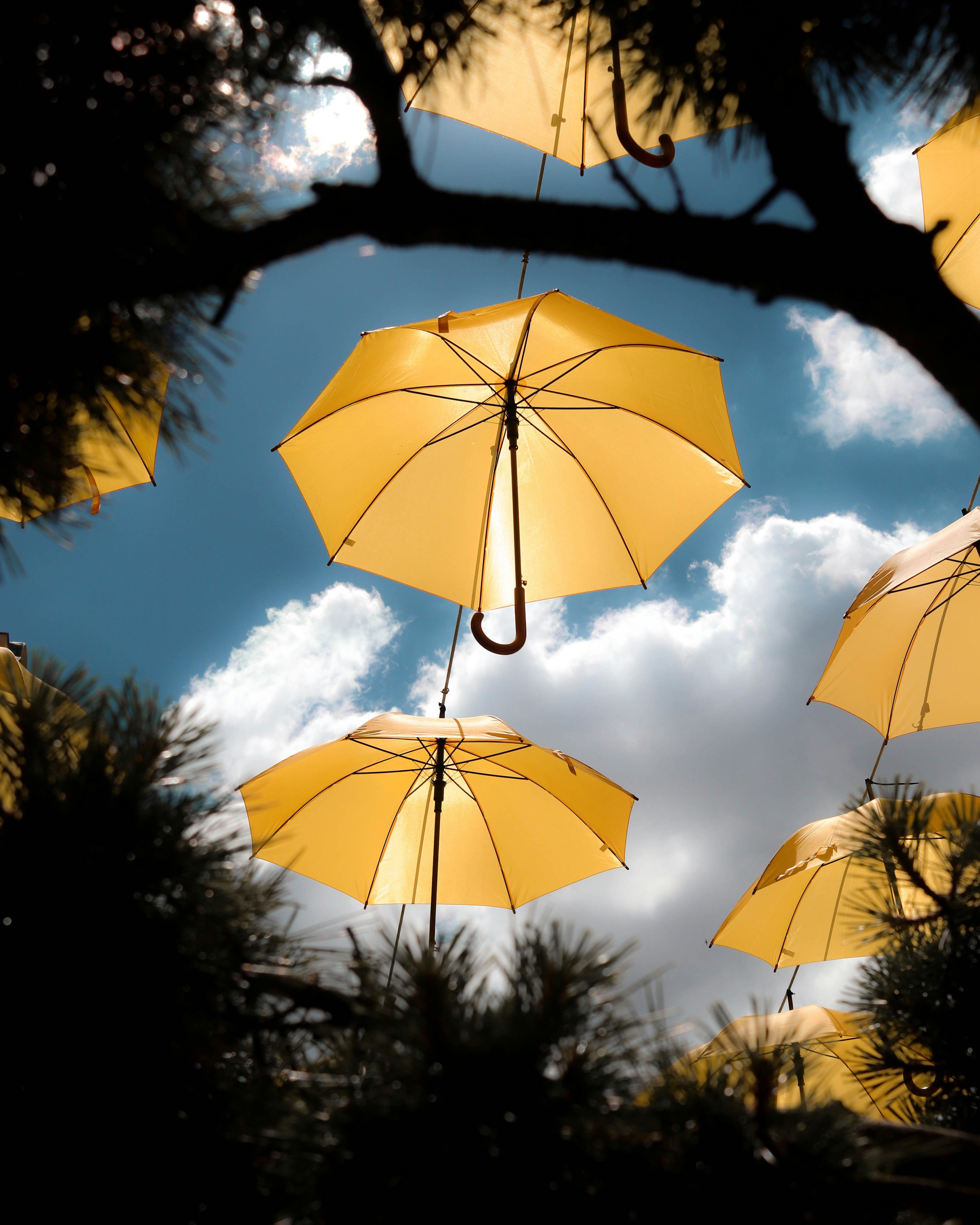 A group of yellow umbrellas hanging from a tree photo – Free Outdoors ...