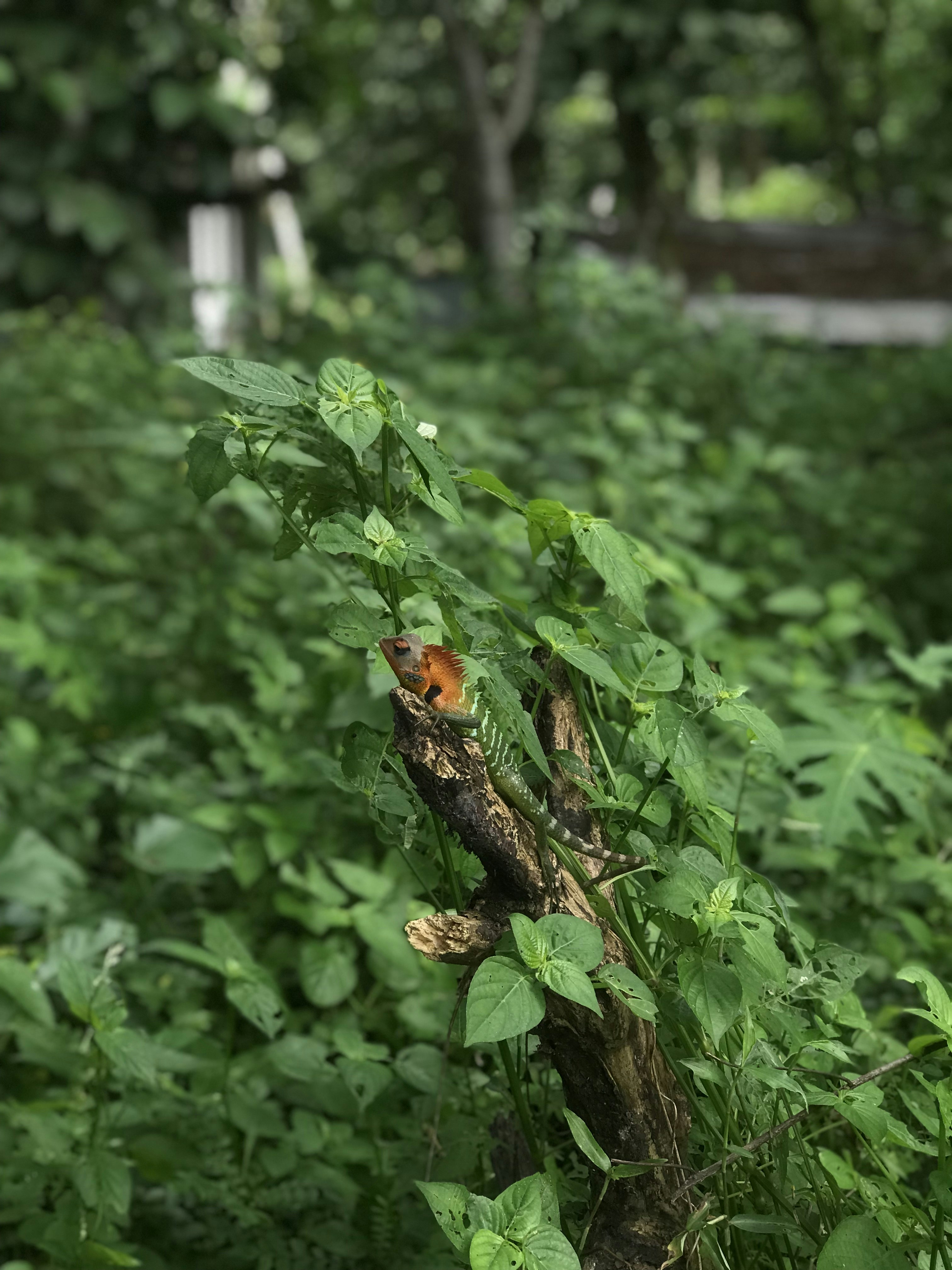 Amber butterfly clings to a weathered branch in a lush garden thicket