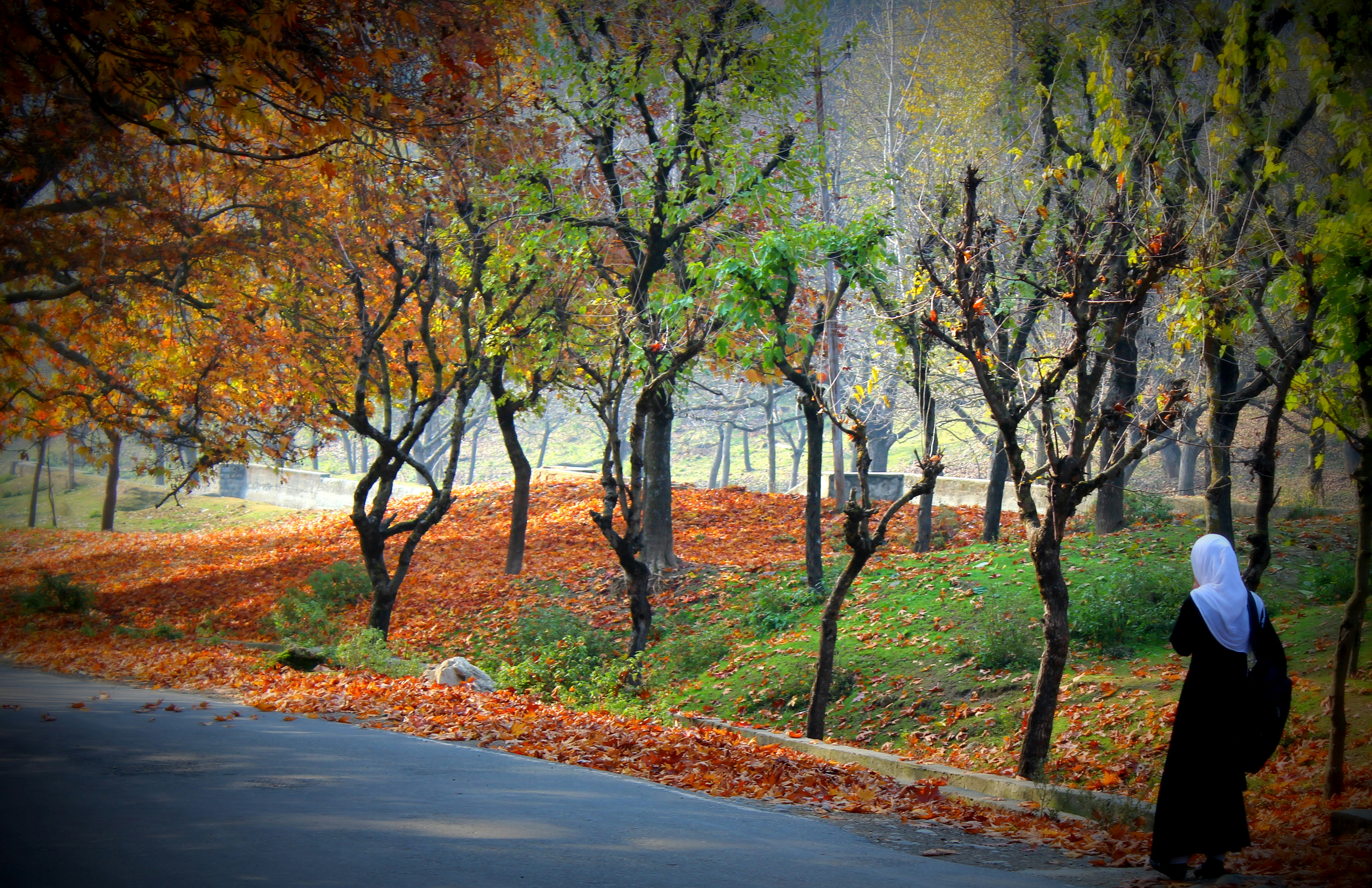 Autumn Path: A Secluded Figure Among Turning Leaves