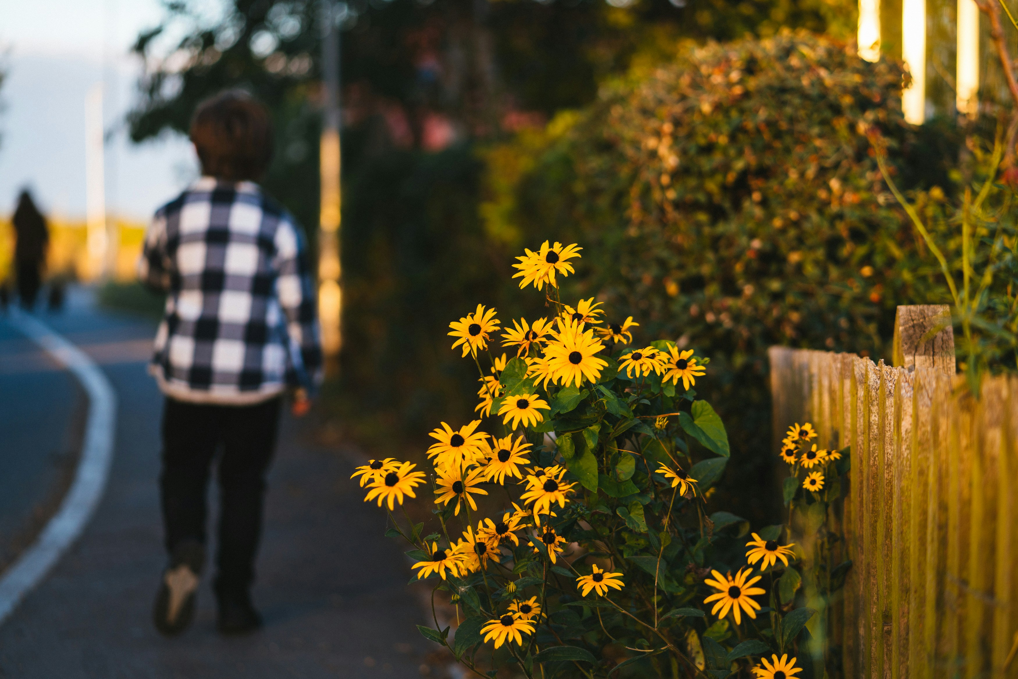 A man walking down a street next to yellow flowers photo – Free Walking ...