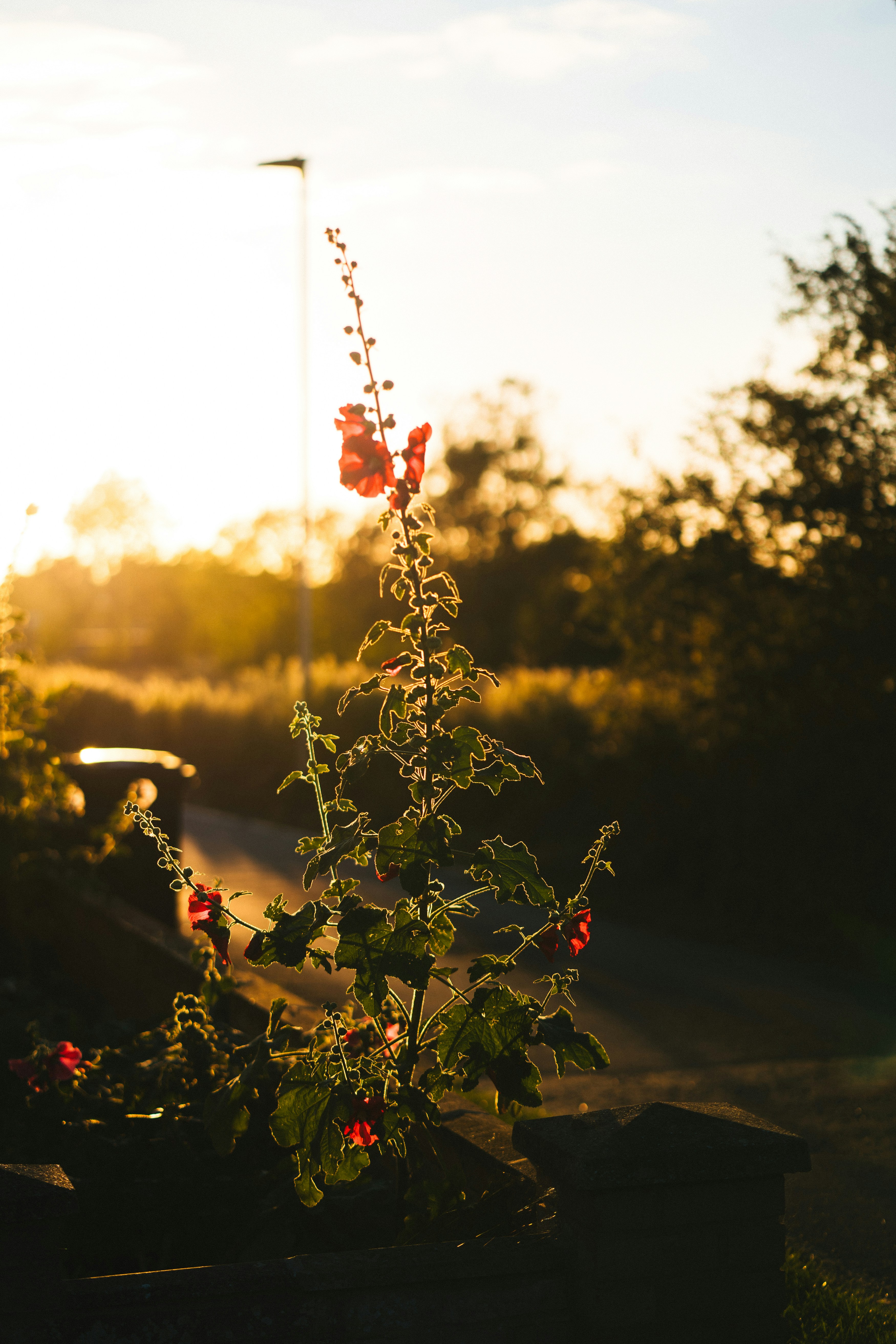 A vibrant flower stands tall against a golden sunset, silhouetted by the soft light. Its delicate petals catch the last rays of the day.
