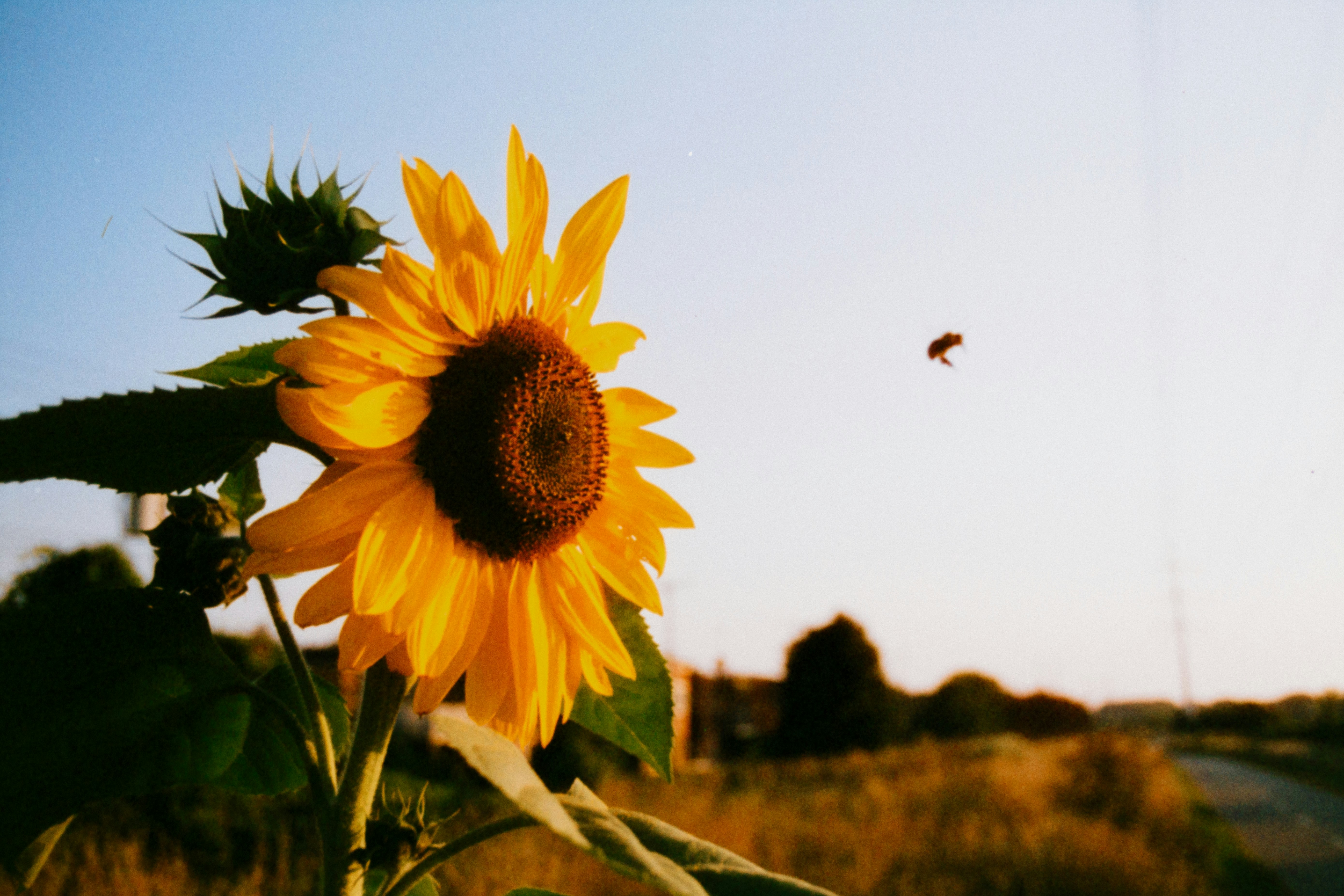 Sunflower Tumblr Wallpapers Photo