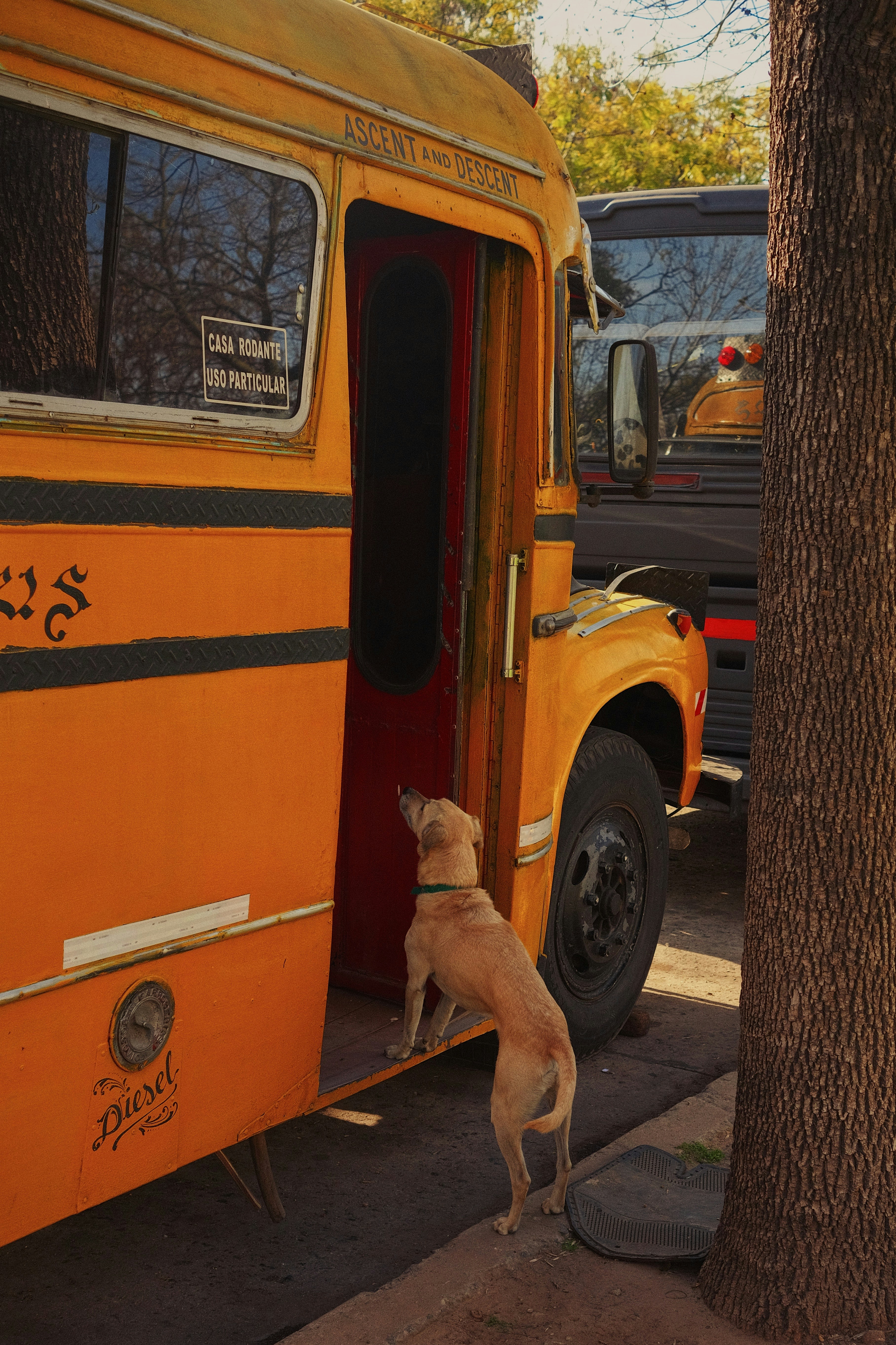 Curious Canine at the Open Door of a Sunlit Orange School Bus