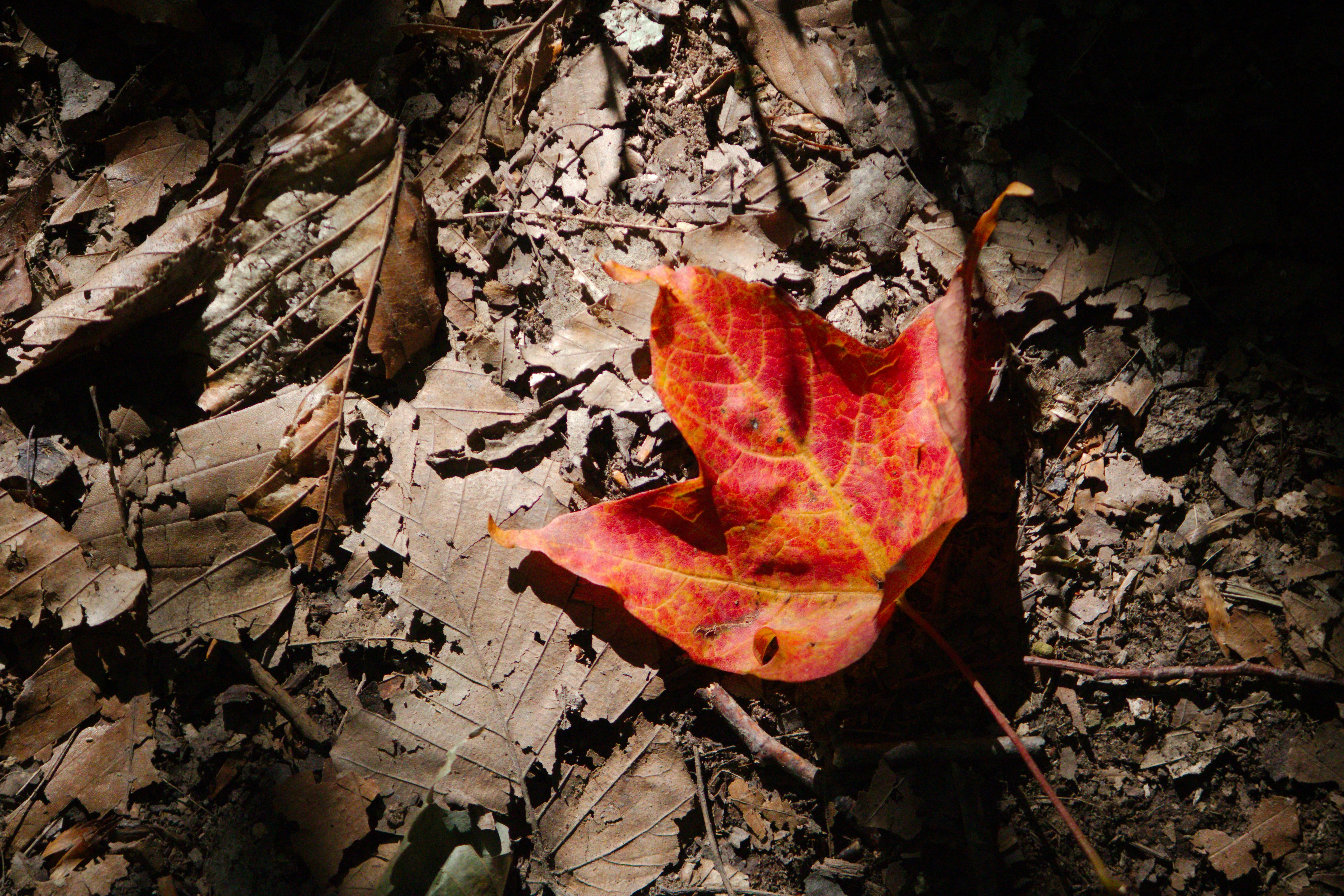 Vibrant red leaf illuminated on a forest floor of muted brown leaves.