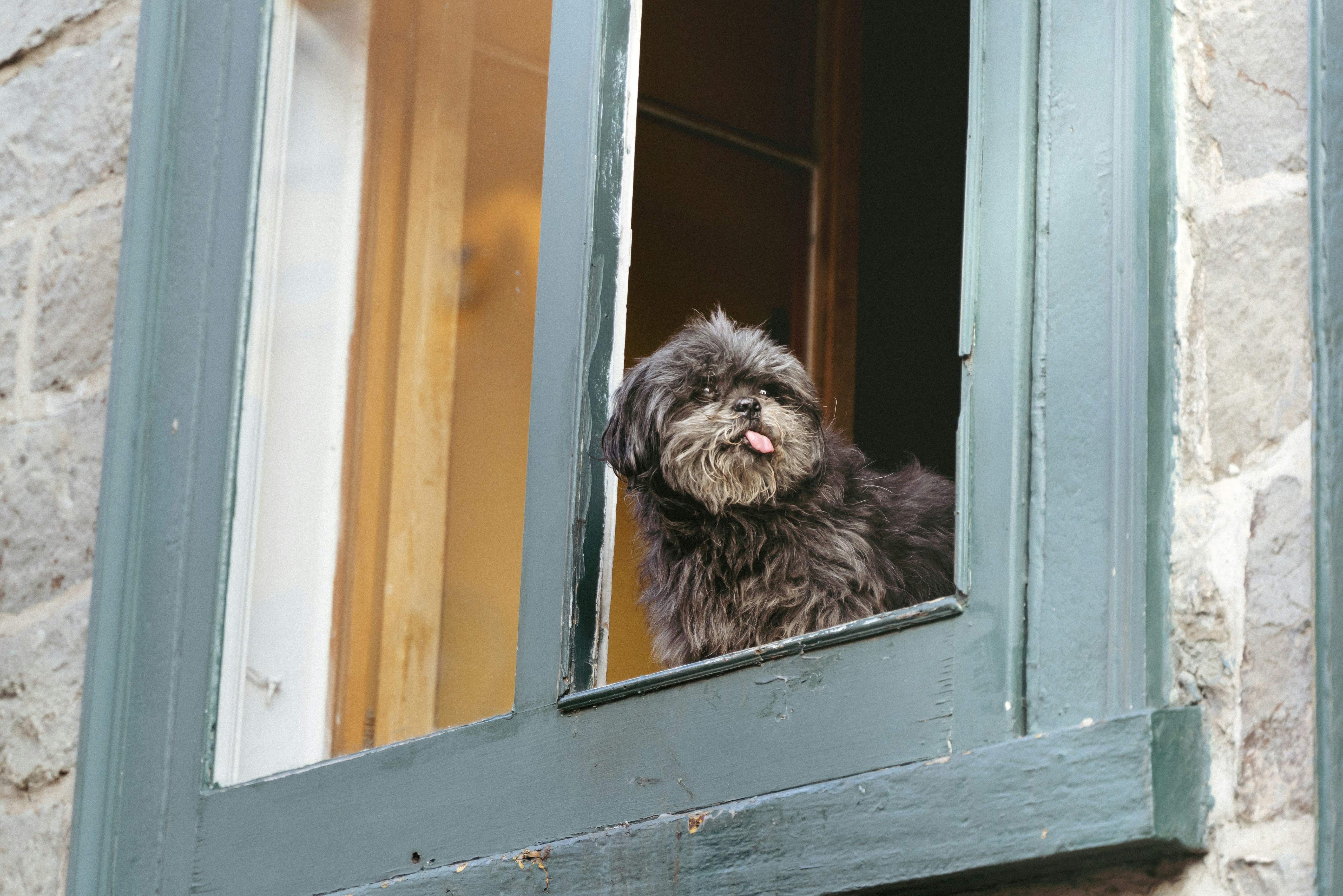 Fluff on the Ledge: A Curious Terrier Peeks from a Weathered Stone Window