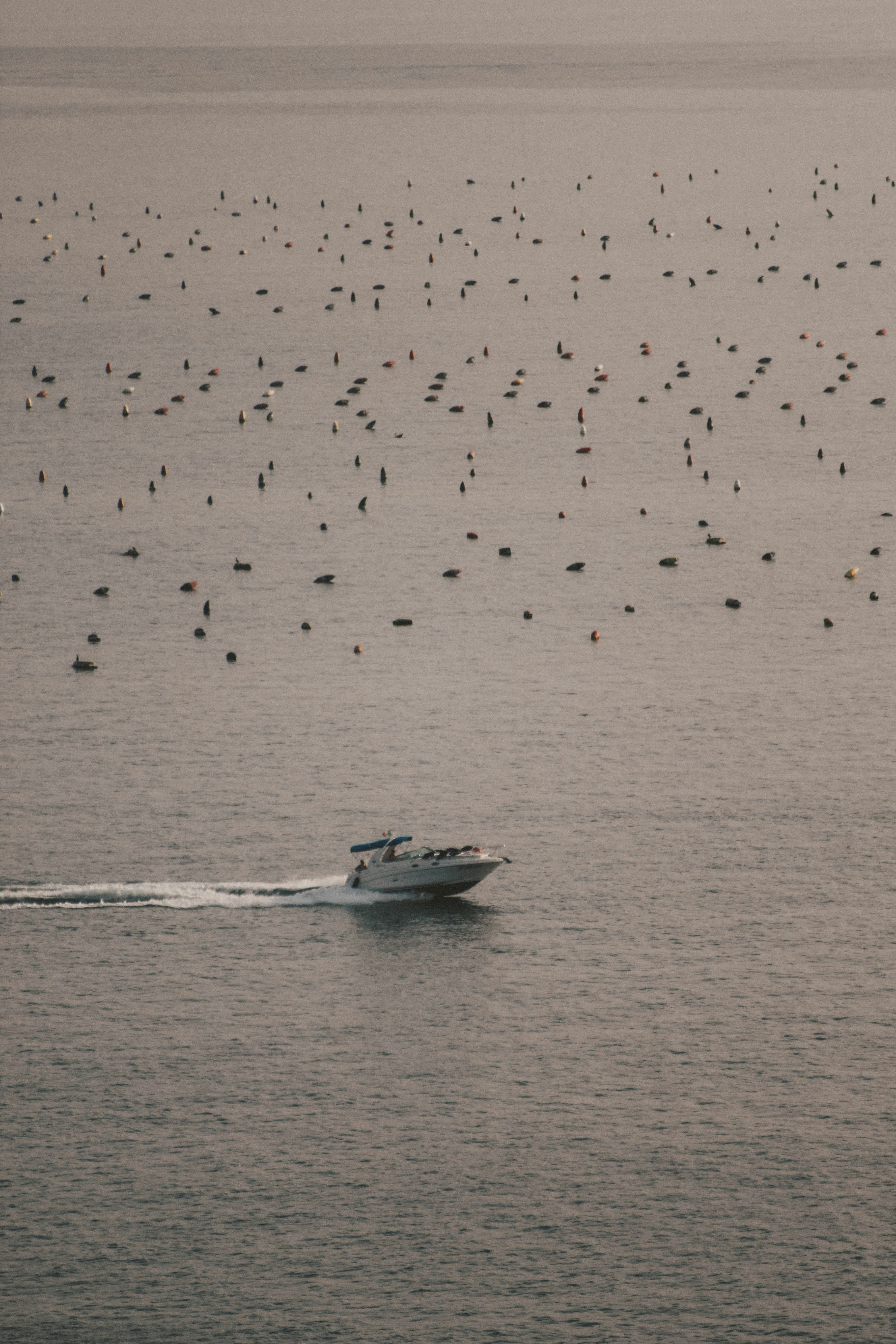 A lone speedboat slices through a shoreline chorus of seabirds