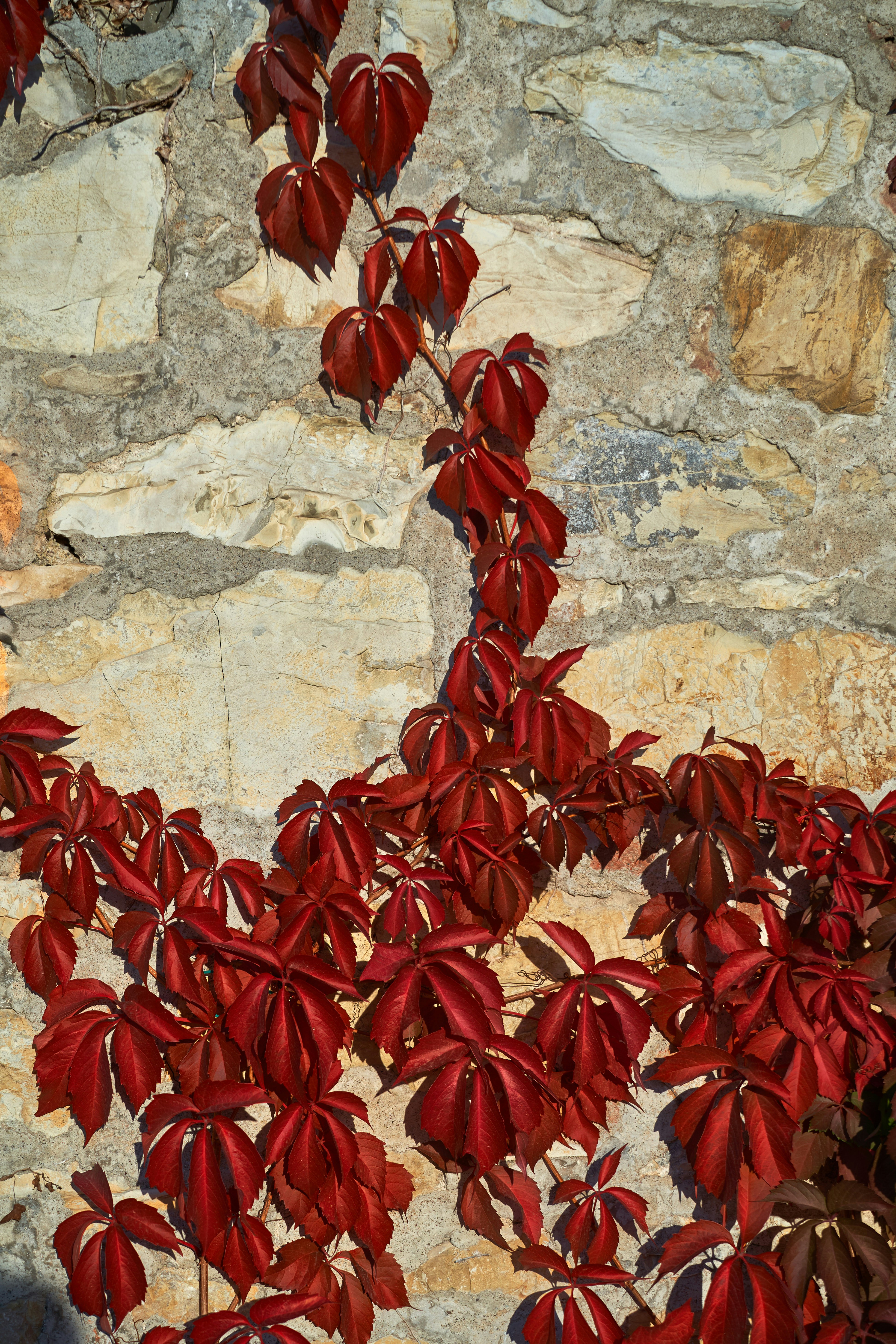 Crimson Cascade on a Weathered Stone Wall