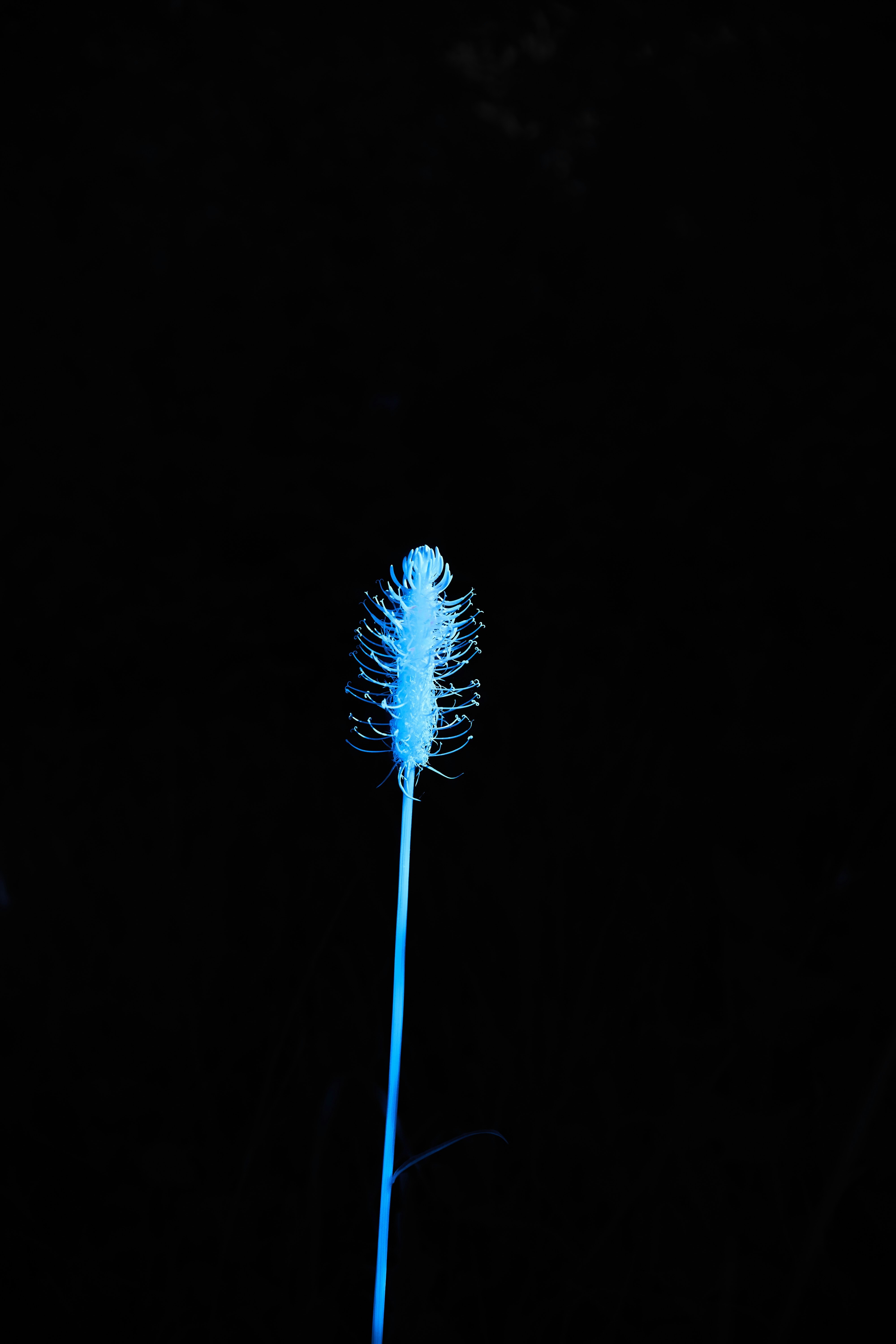 Midnight Bloom: A Solitary Blue Spike Illuminates the Dark