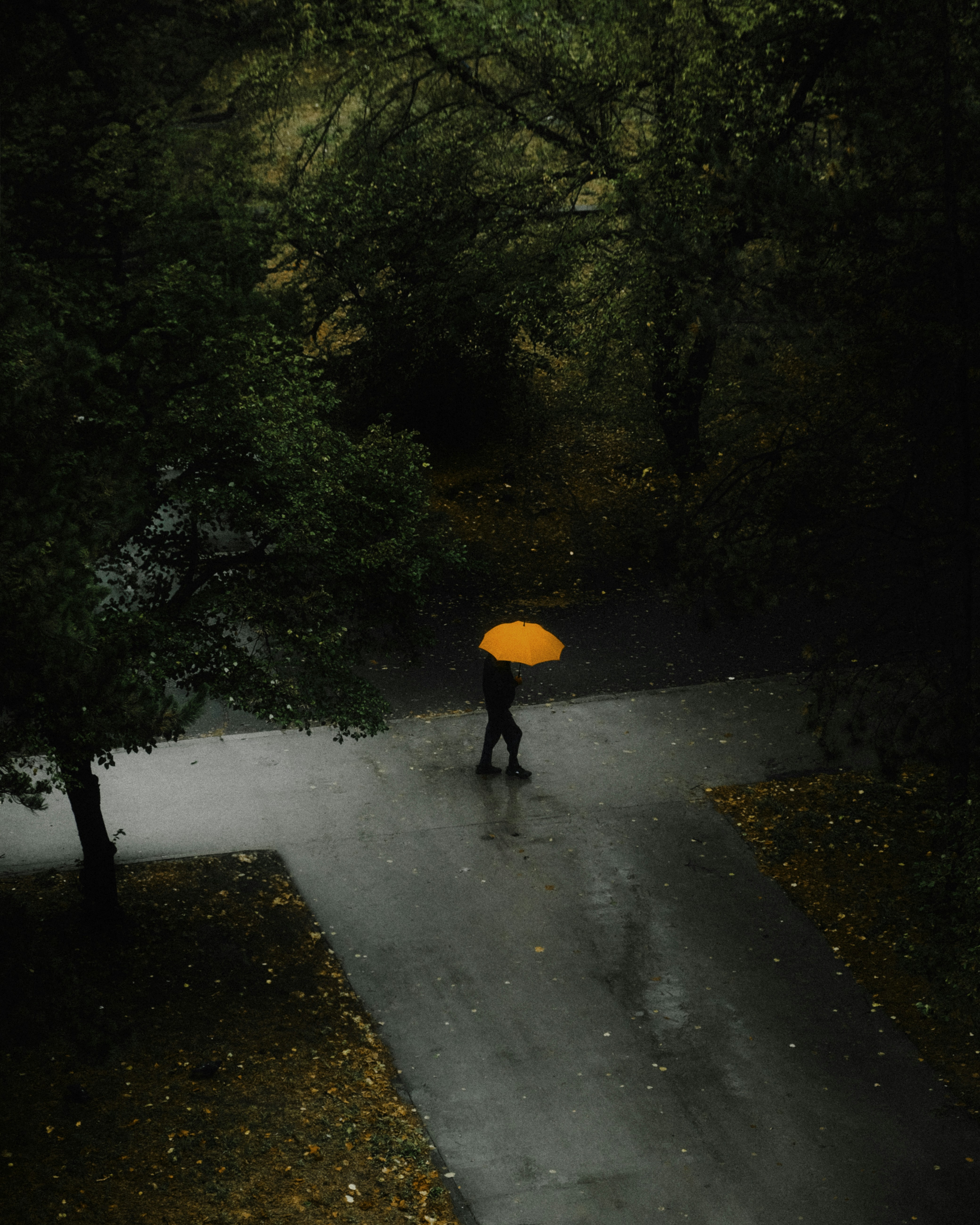 Amber Umbrella on a Rain-Kissed Park Path