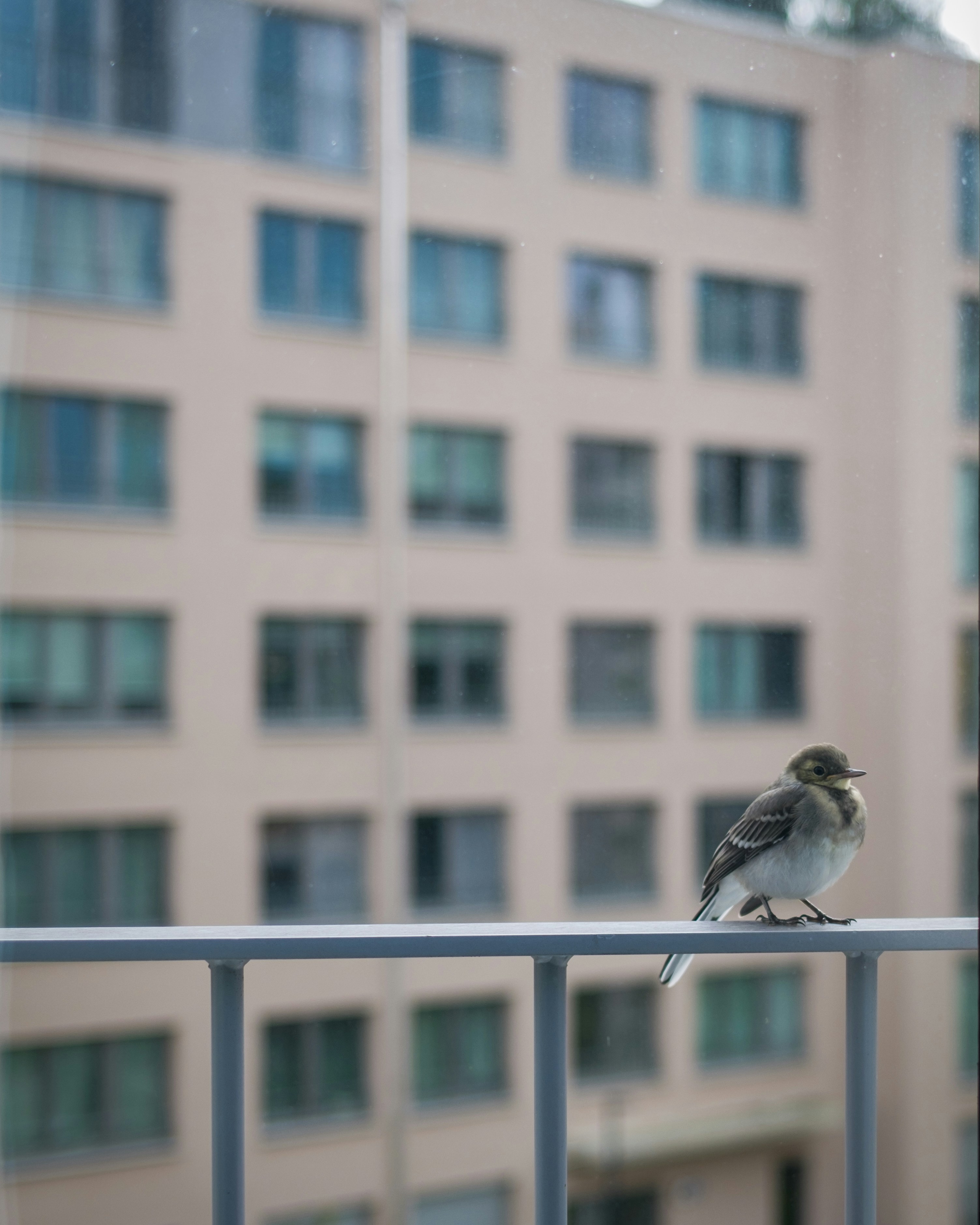 Sparrow on a Rail: Street-Scale Quiet in a City Courtyard