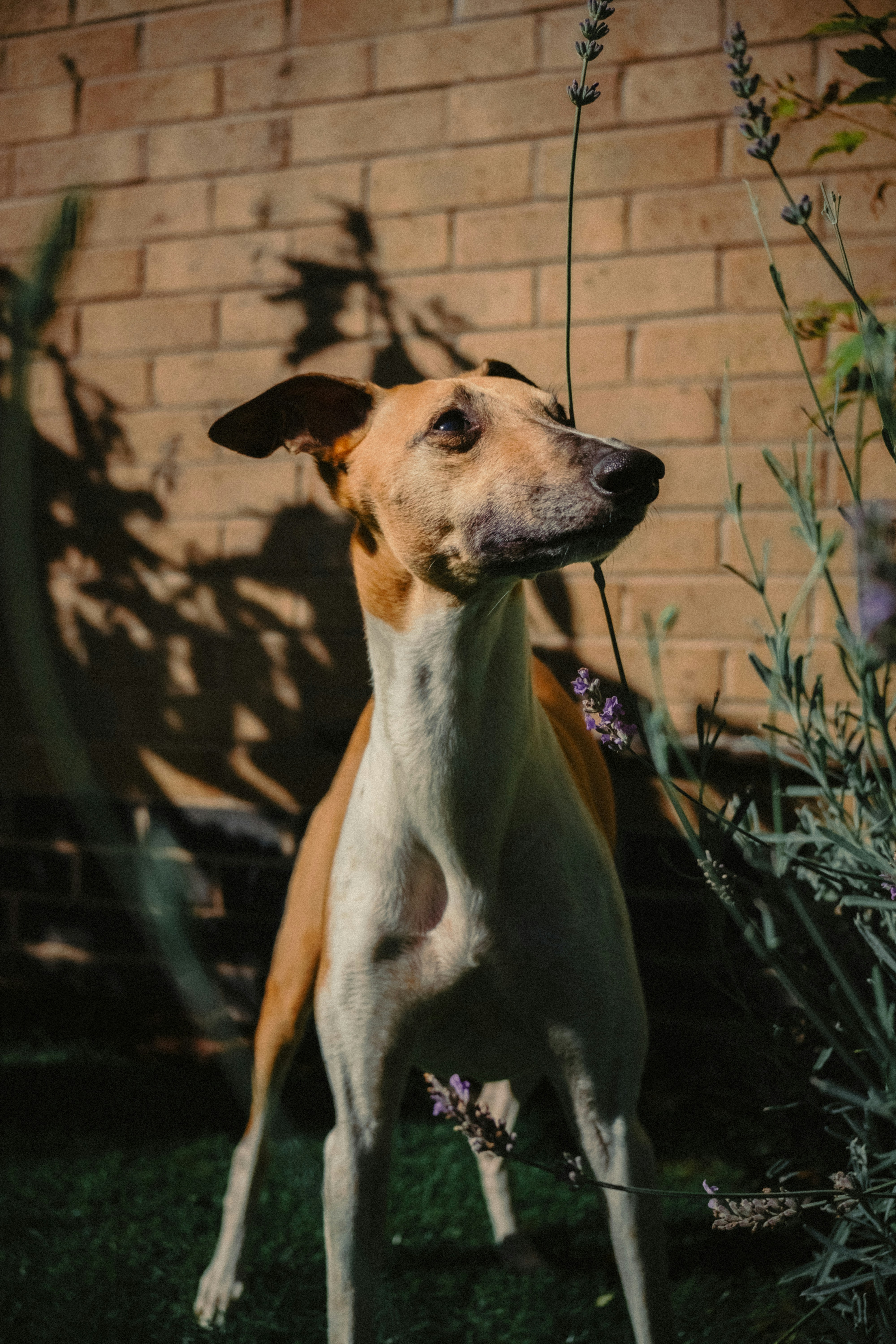 Sunlit Hound in a Brick-Walled Garden