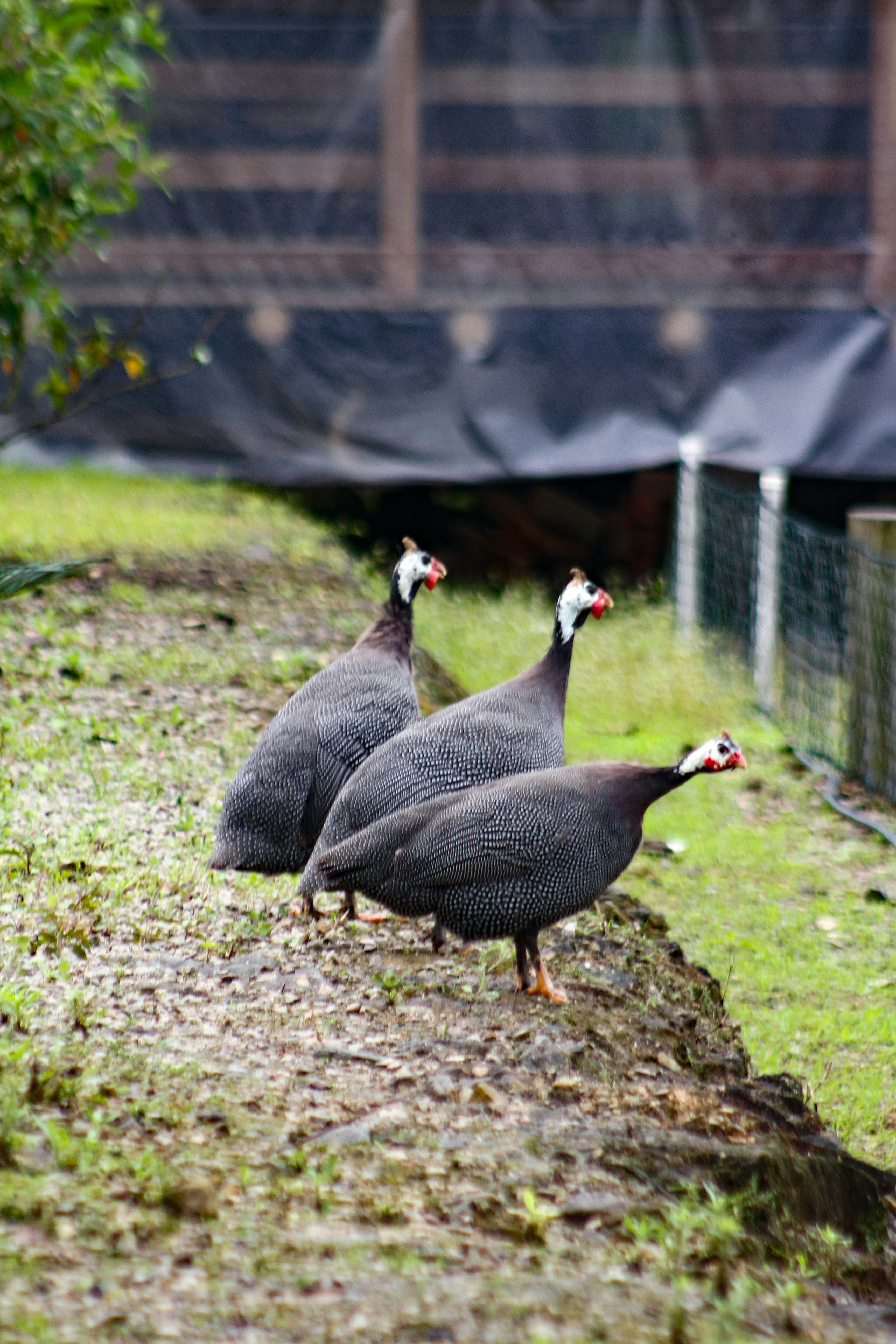 Guinea Fowl Trio on a Garden Stroll