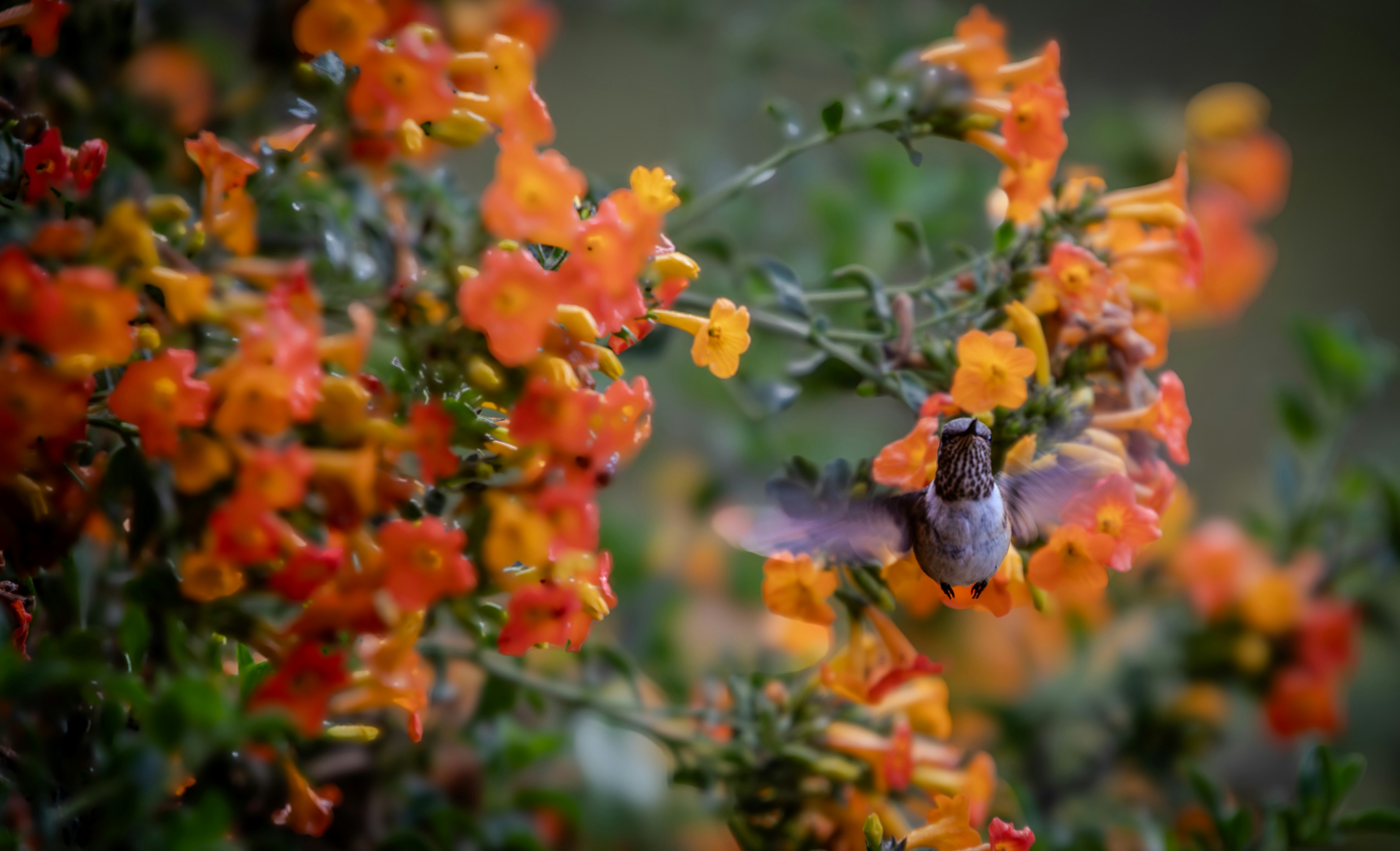 Hummingbird Sprint Through a Coral Garden of Orange Blooms