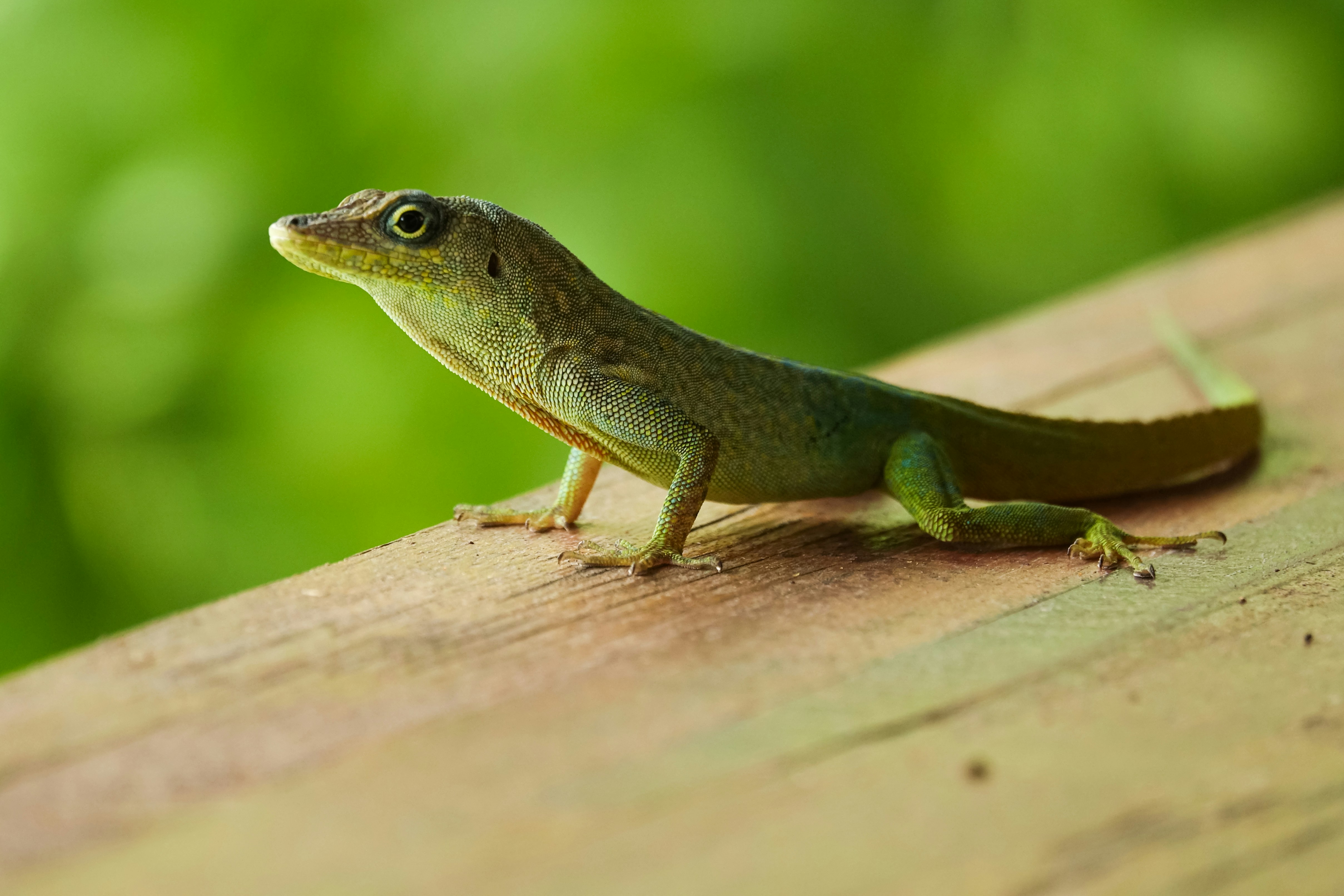 A small lizard sitting on top of a wooden table photo – Free Martinique ...