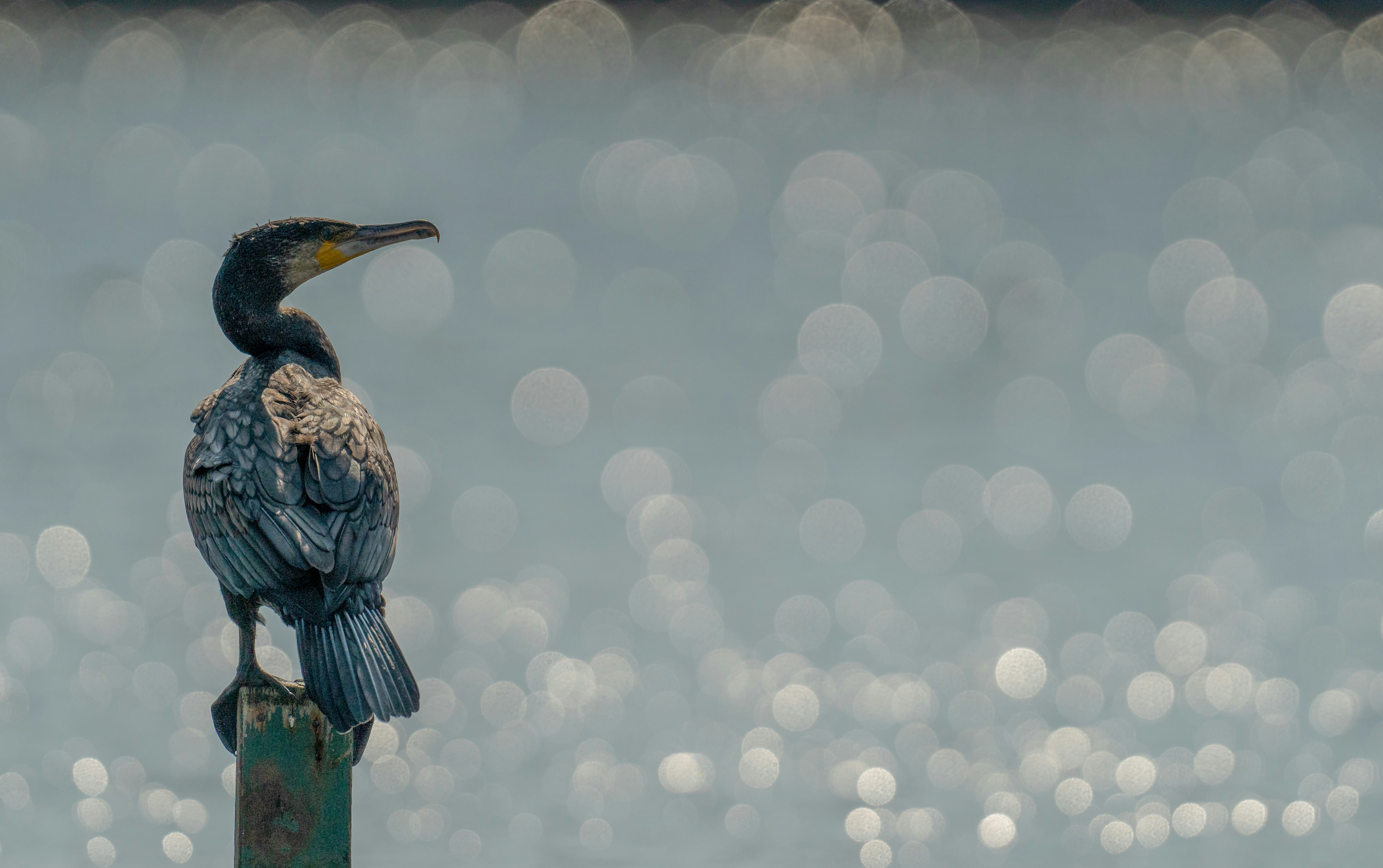Perched in Quiet Light: Cormorant on a Weathered Post Against a Field of Bokeh