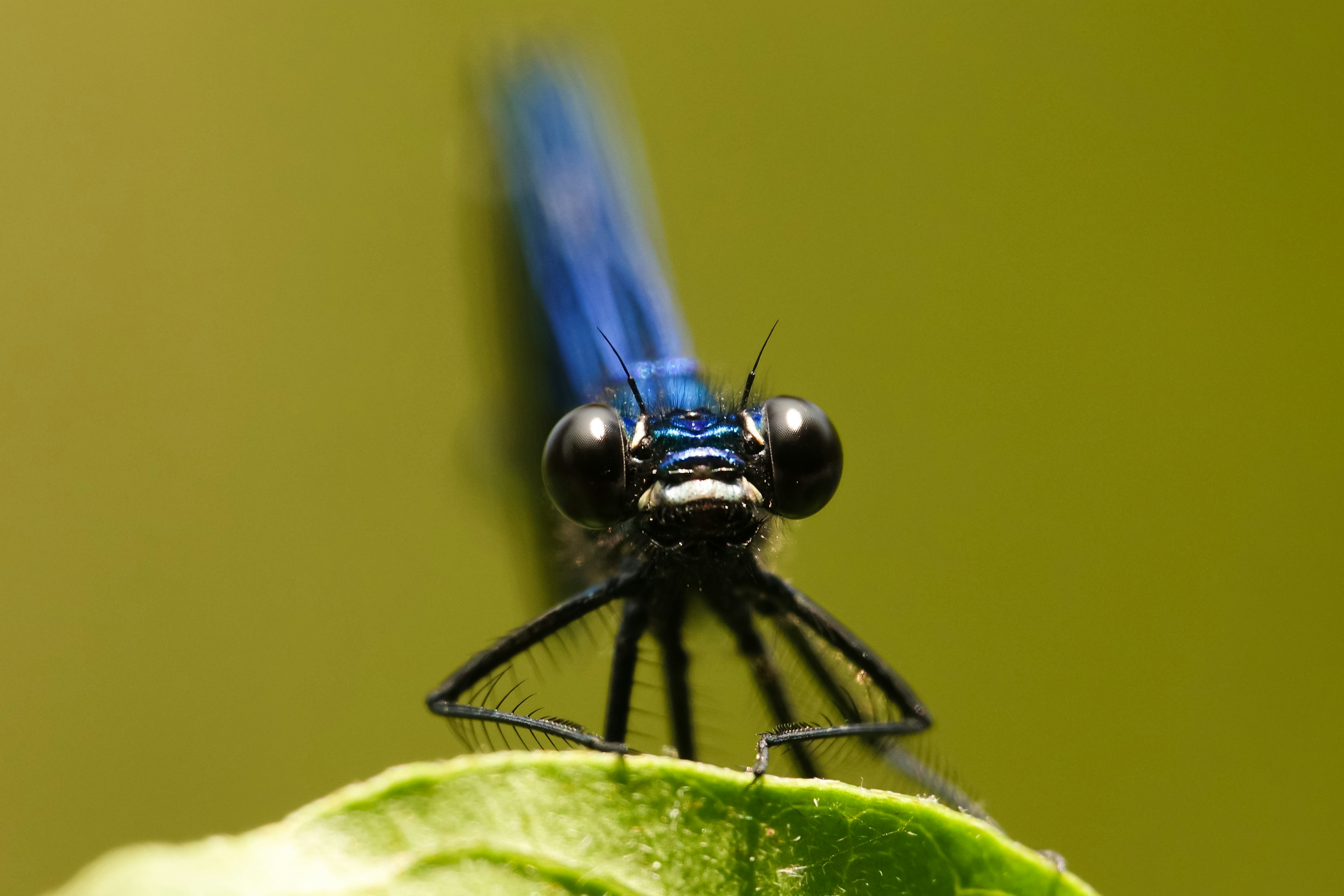 Cobalt-Blue Dragonfly Macro: Micro World on a Leaf
