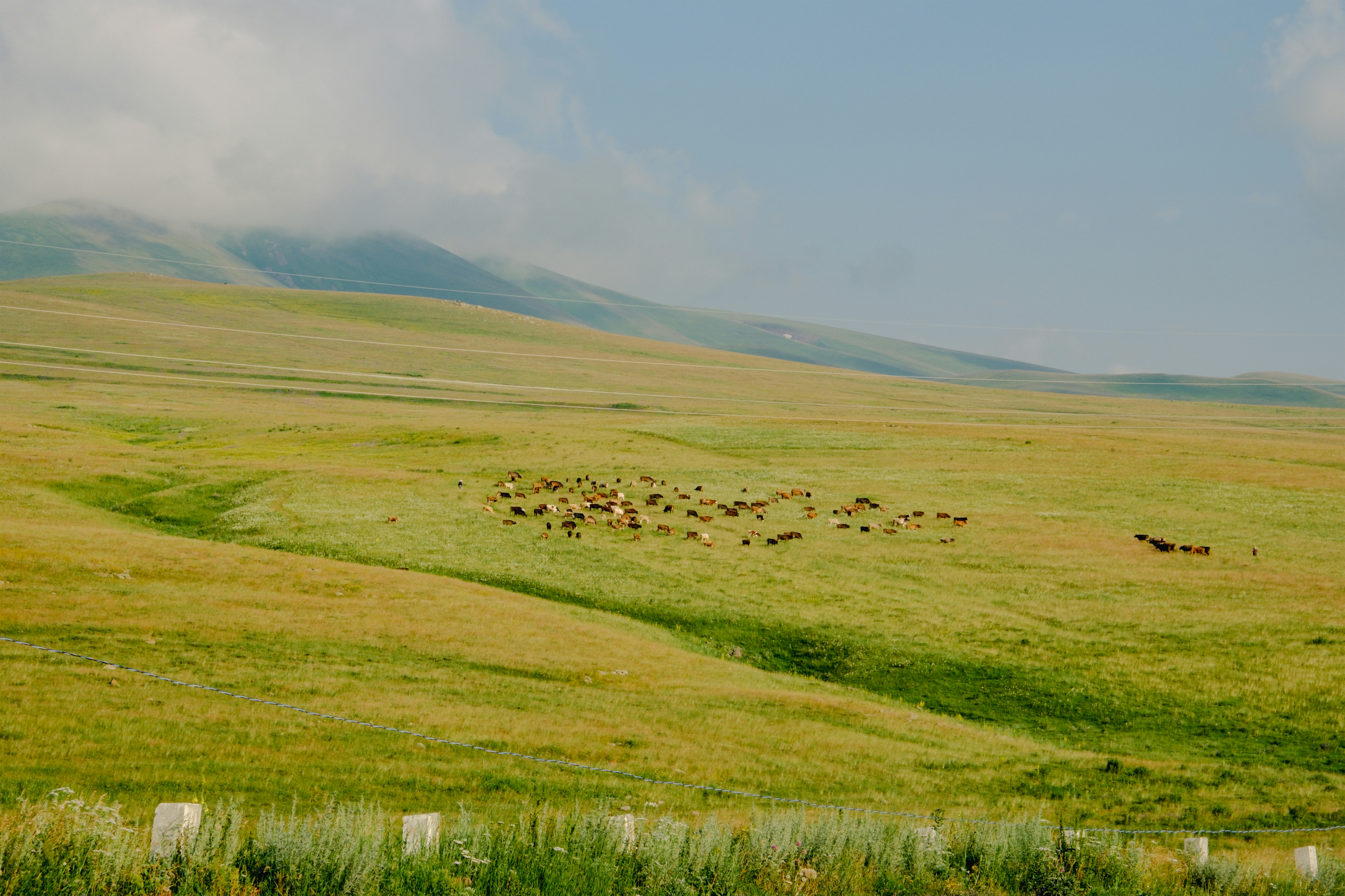 Una manada de animales pastando en una exuberante ladera verde foto ...
