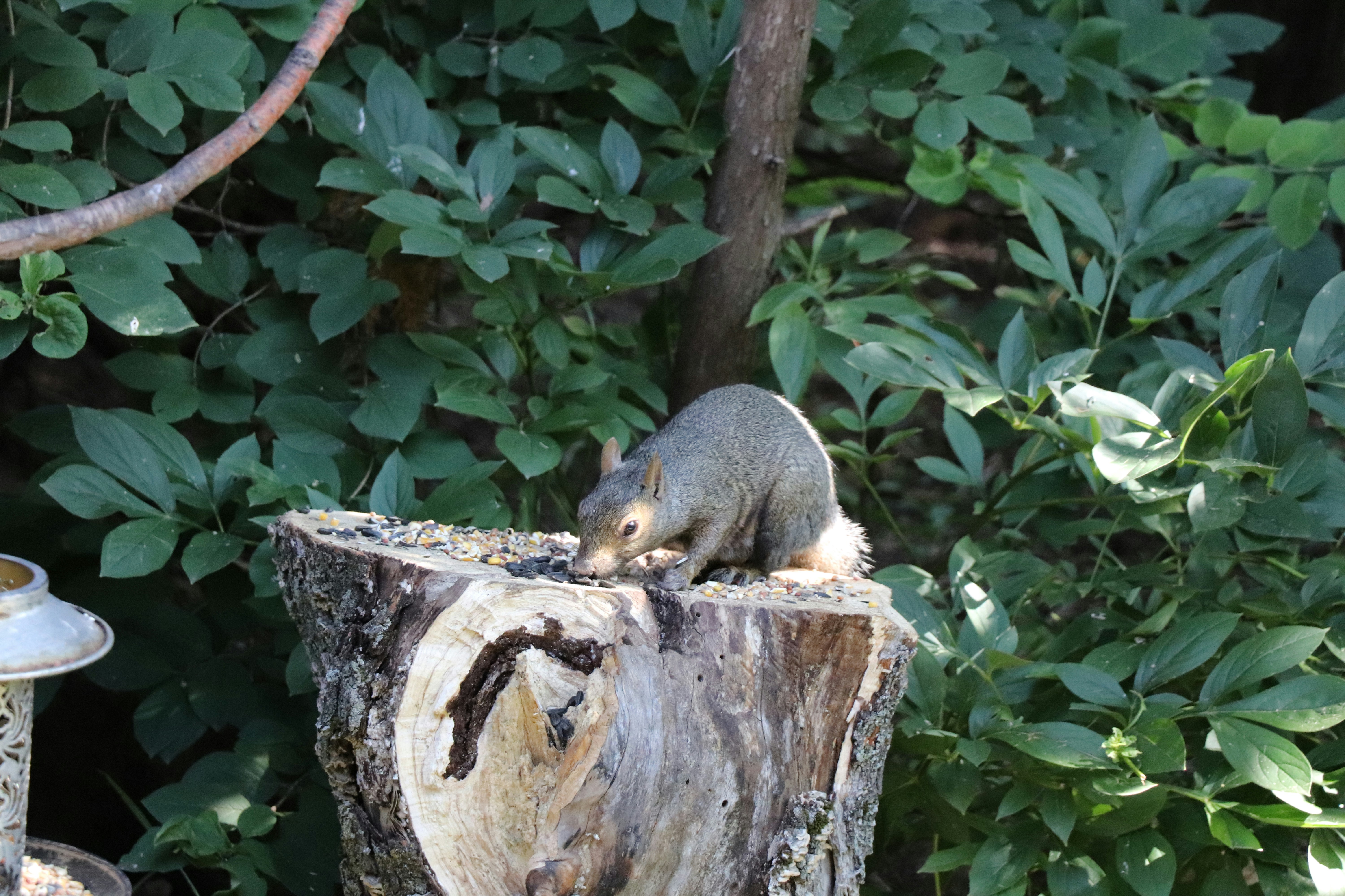 Photo by Sandi Mager with Canon EOS 77D