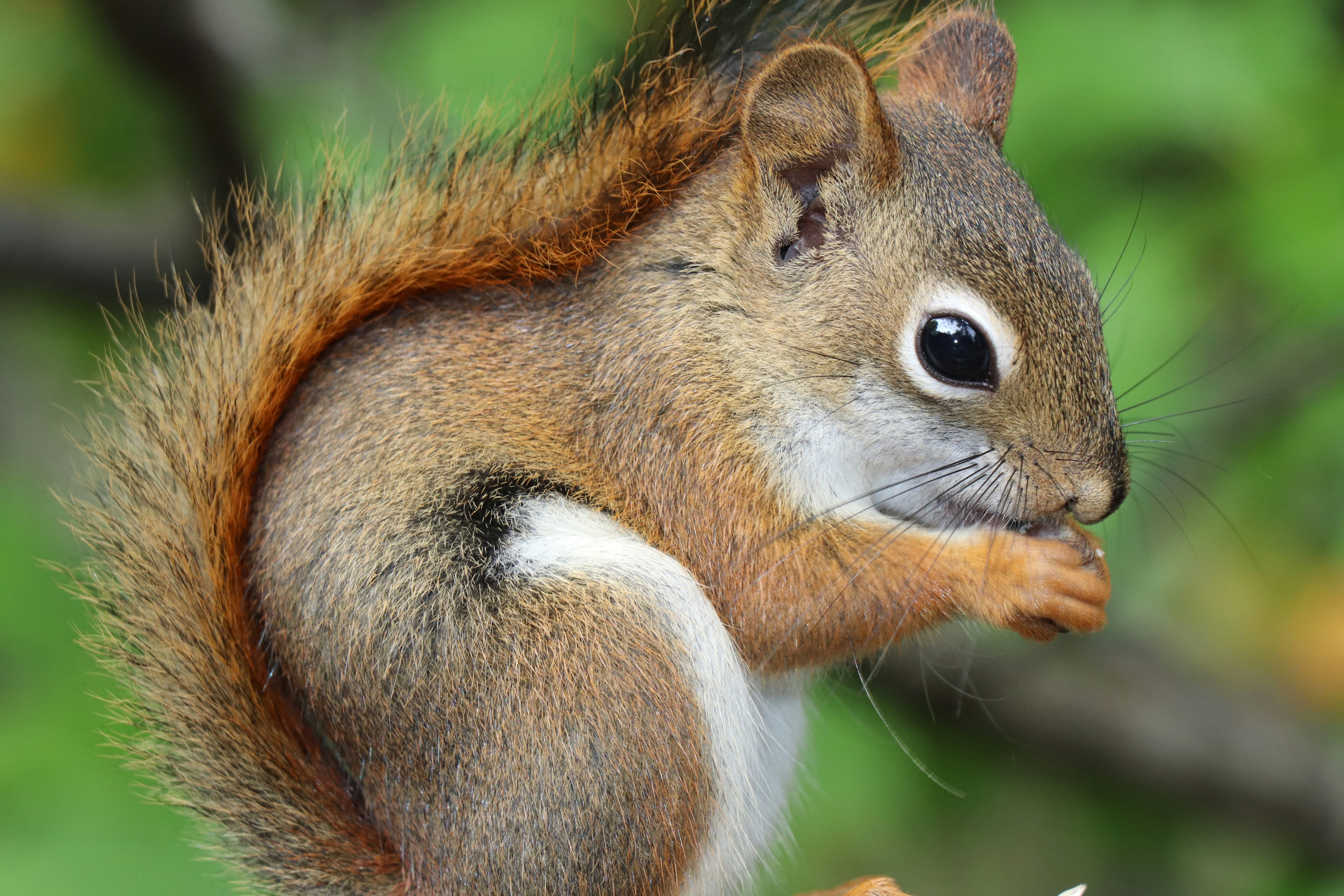 A close up of a squirrel on a tree branch photo – Free Squirrel Image ...
