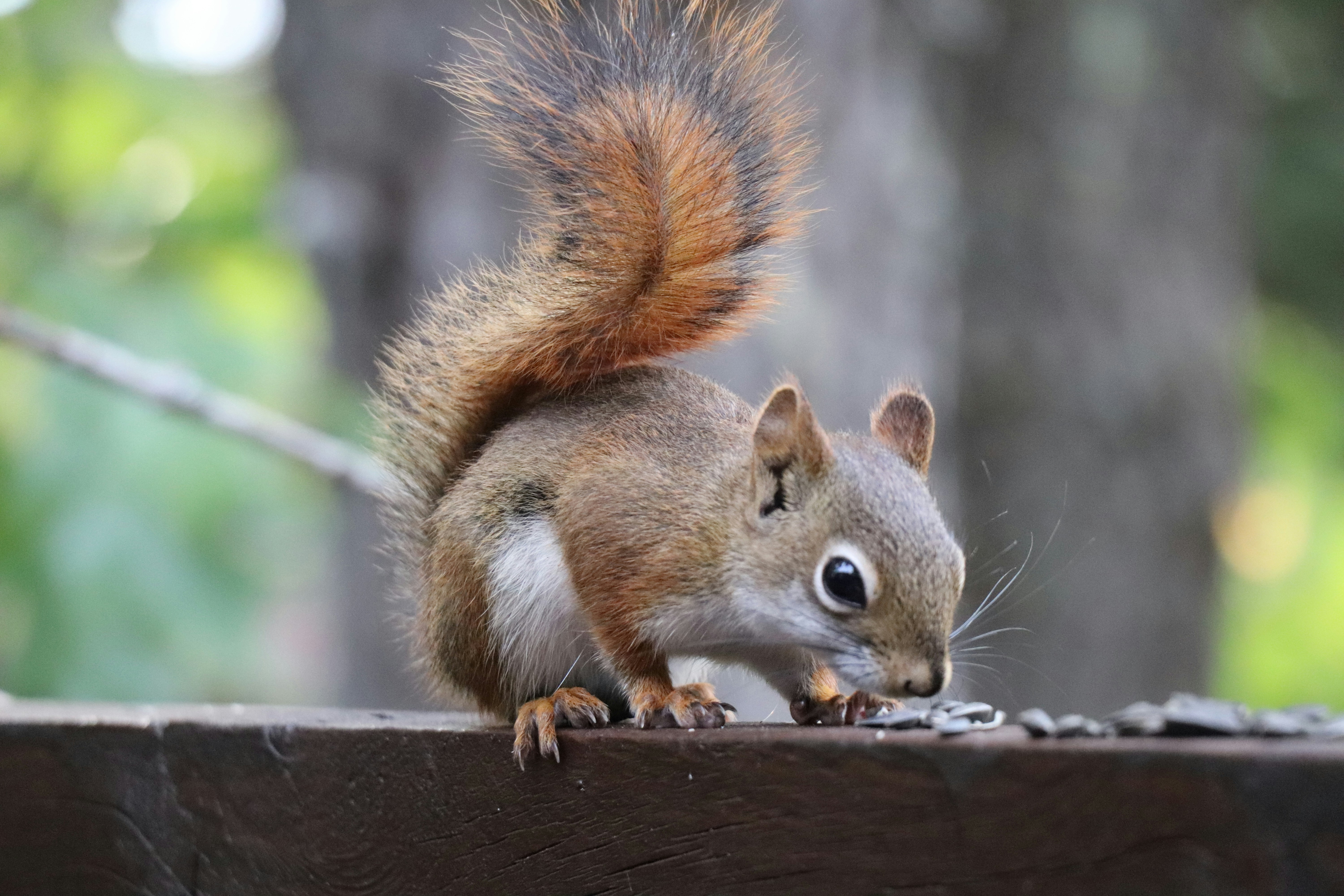 Squirrels Pictures | Download Free Images on Unsplash