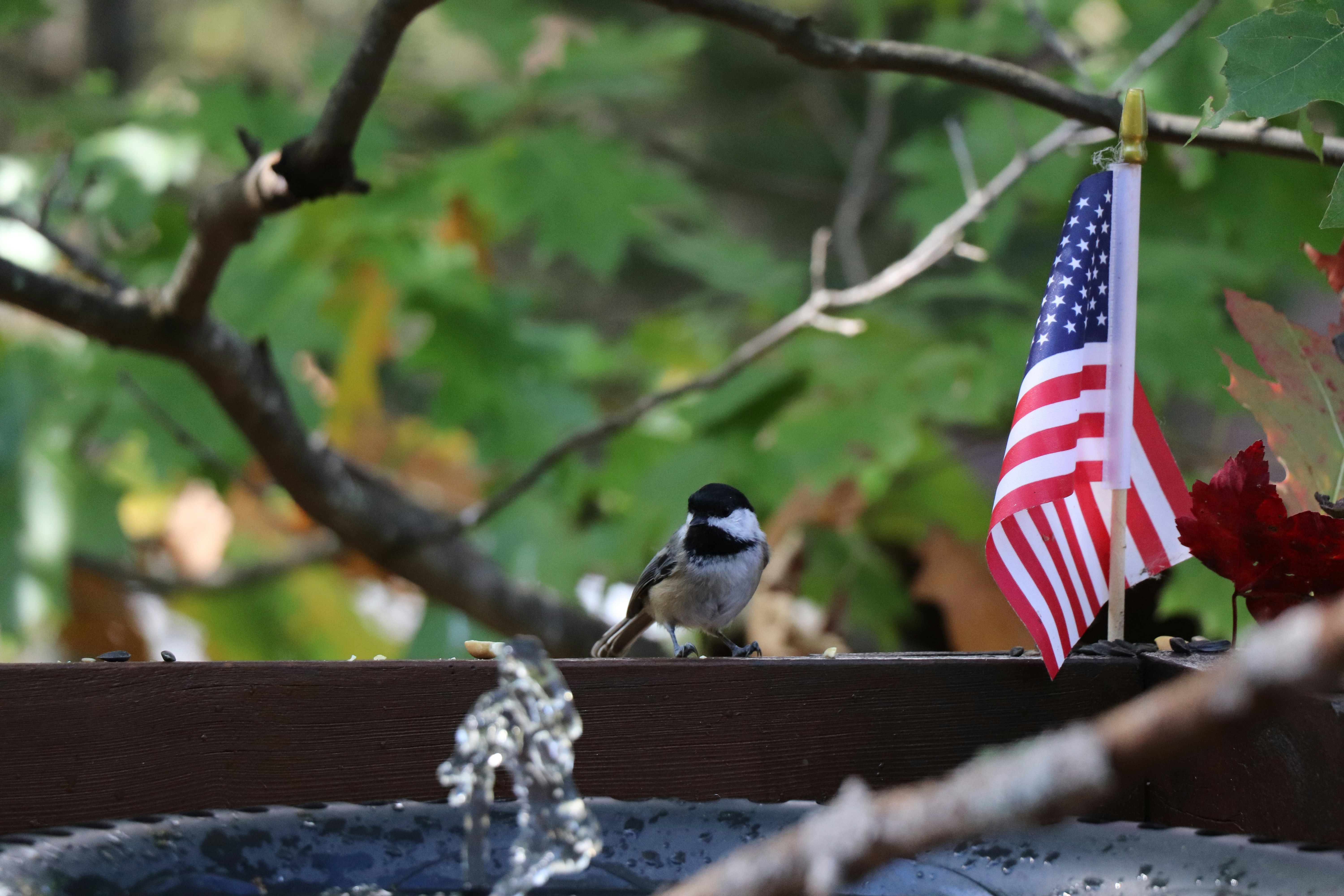 Tiny Black-capped Bird Overlooking a Flaglit Fountain