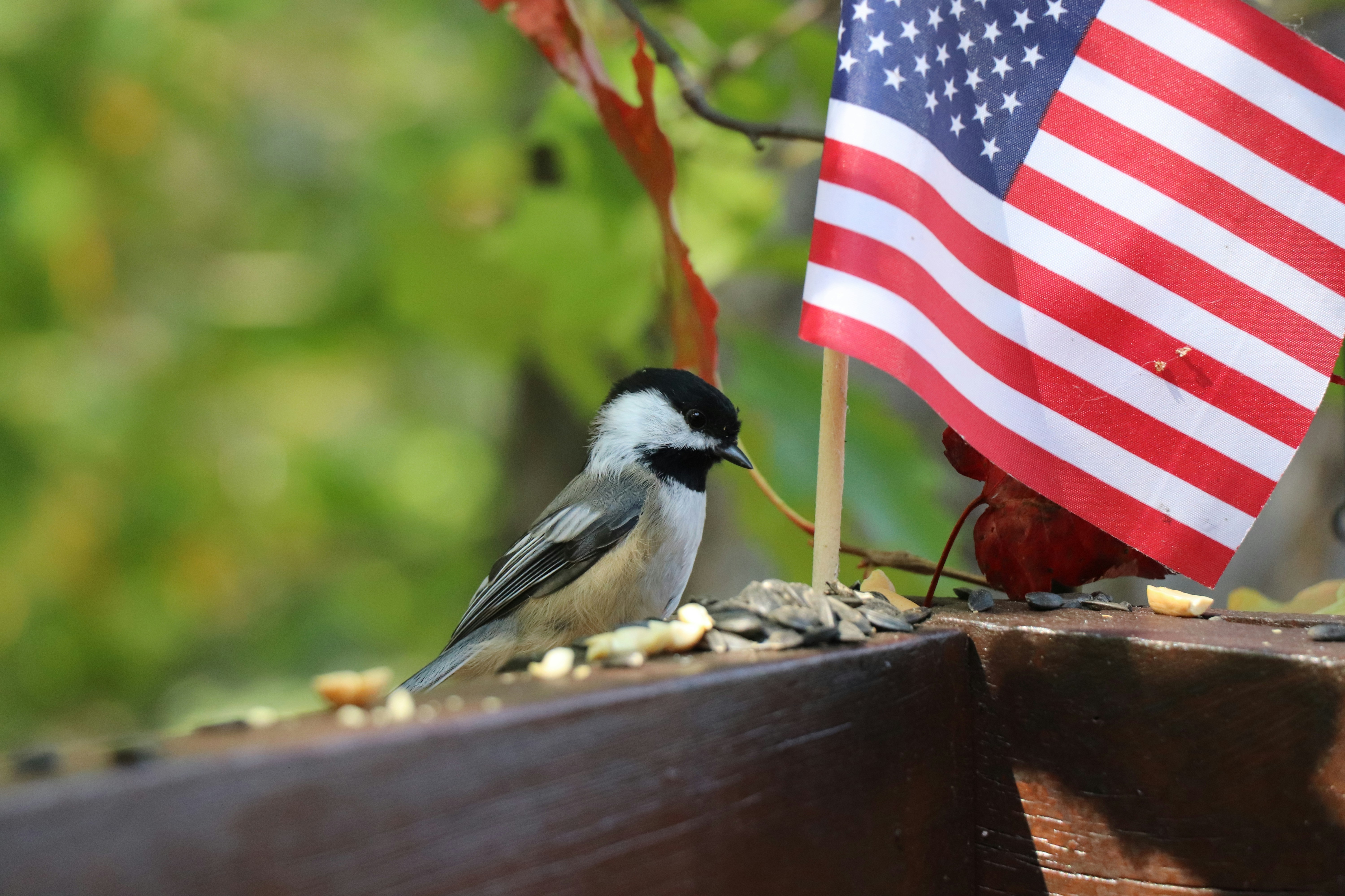 Chickadee's Quiet Snack by the Flag on a Sunlit Rail