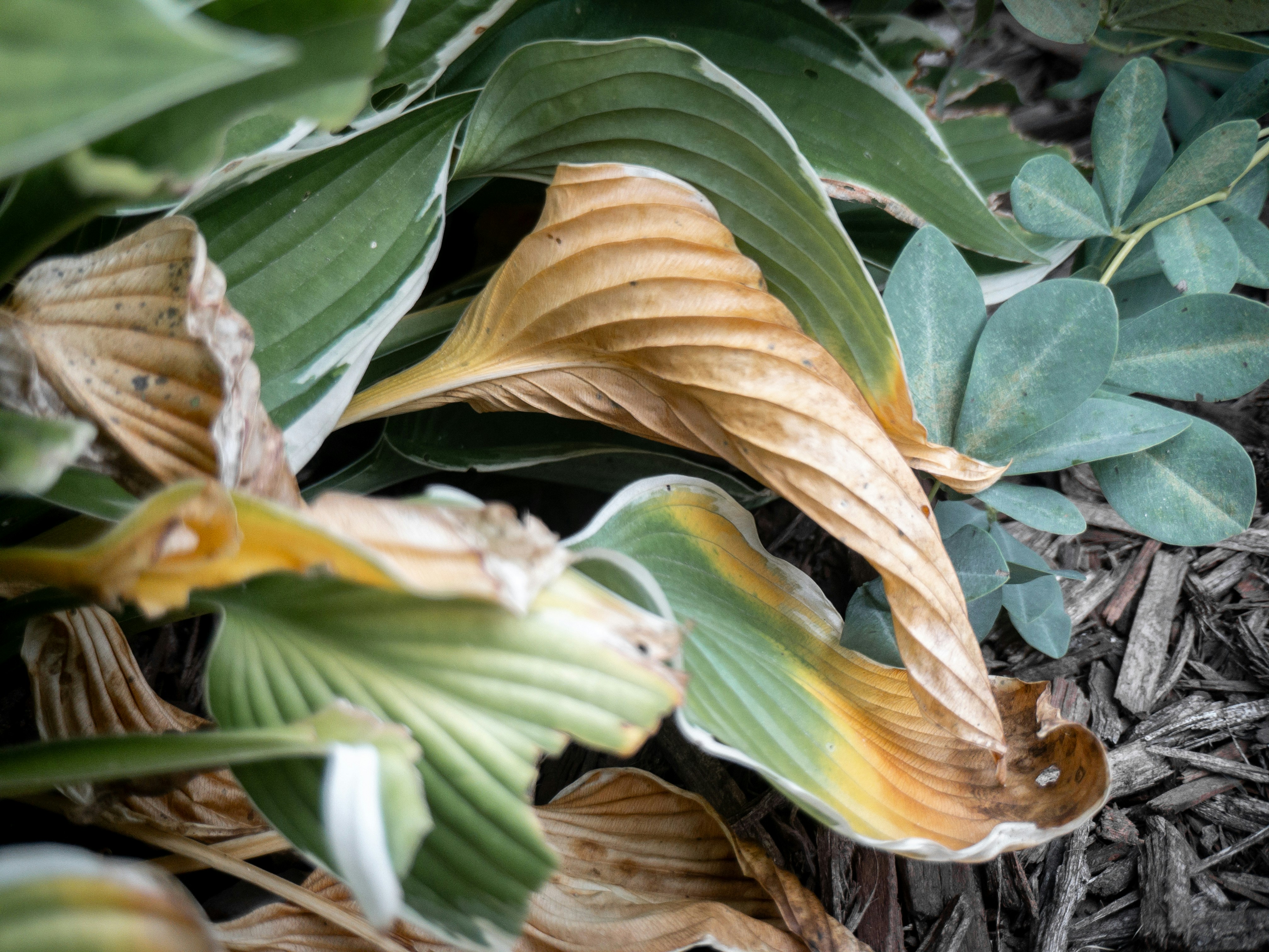 A closeup picture with a mixture of green and brown hostas leaves and another green leaf plant. Behind the plants, the ground is covered with brown mulch. This picture was taken close to the fall/autumn season. | A close up of a plant with leaves