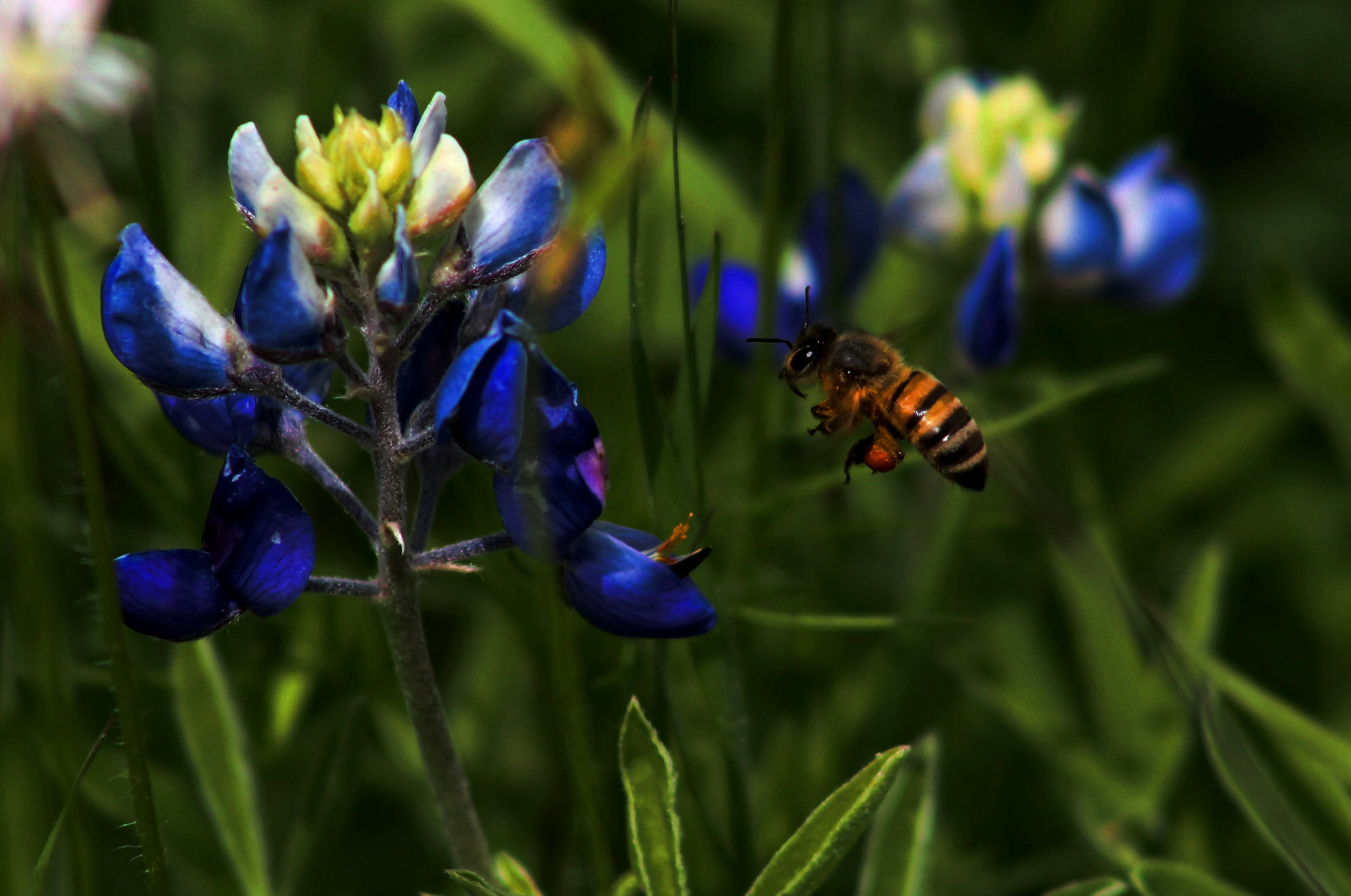 A bee flying away from a blue flower photo – Free Dallas Image on Unsplash