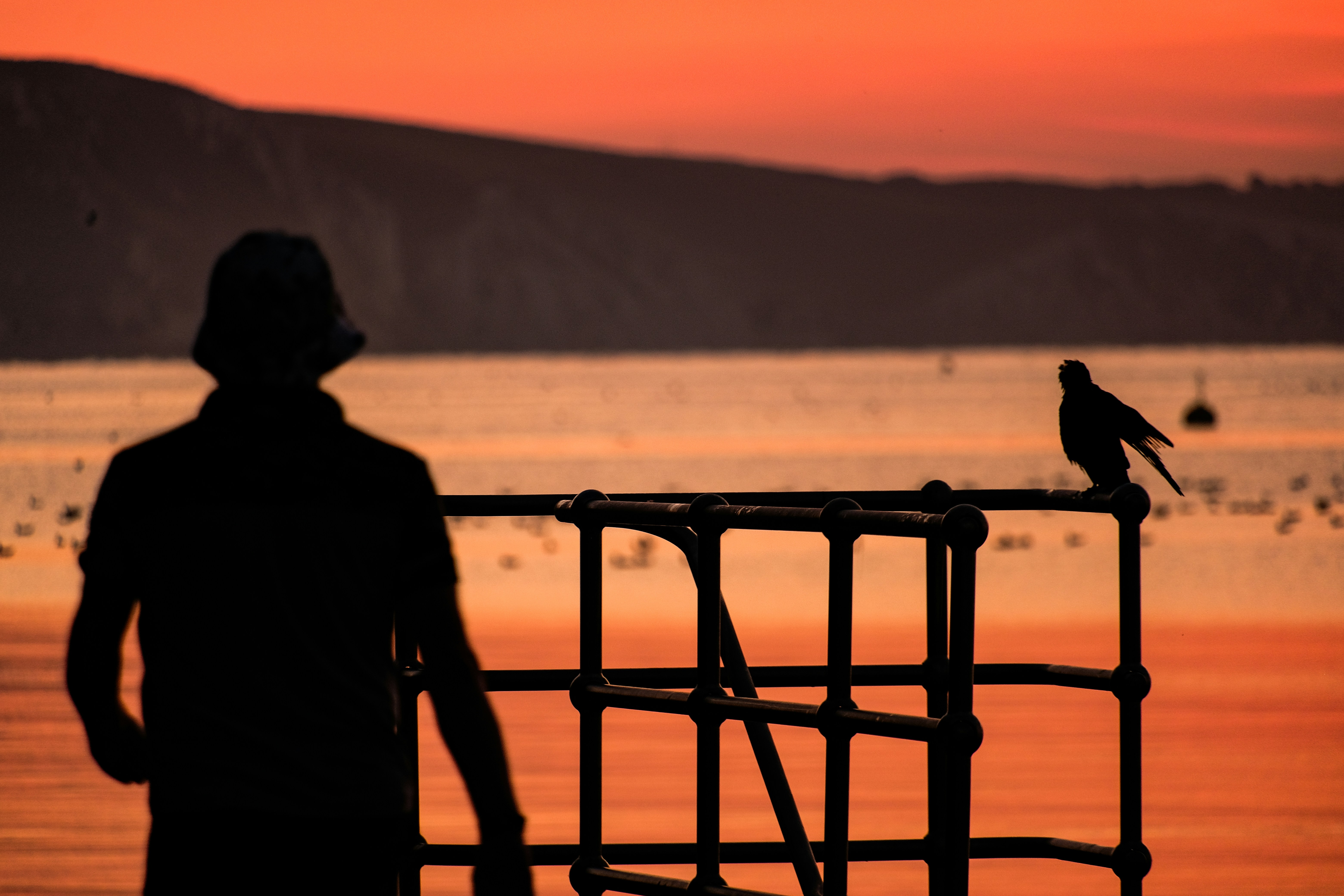 Sunset Silhouette on the Pier: A Bird's Quiet Vigil
