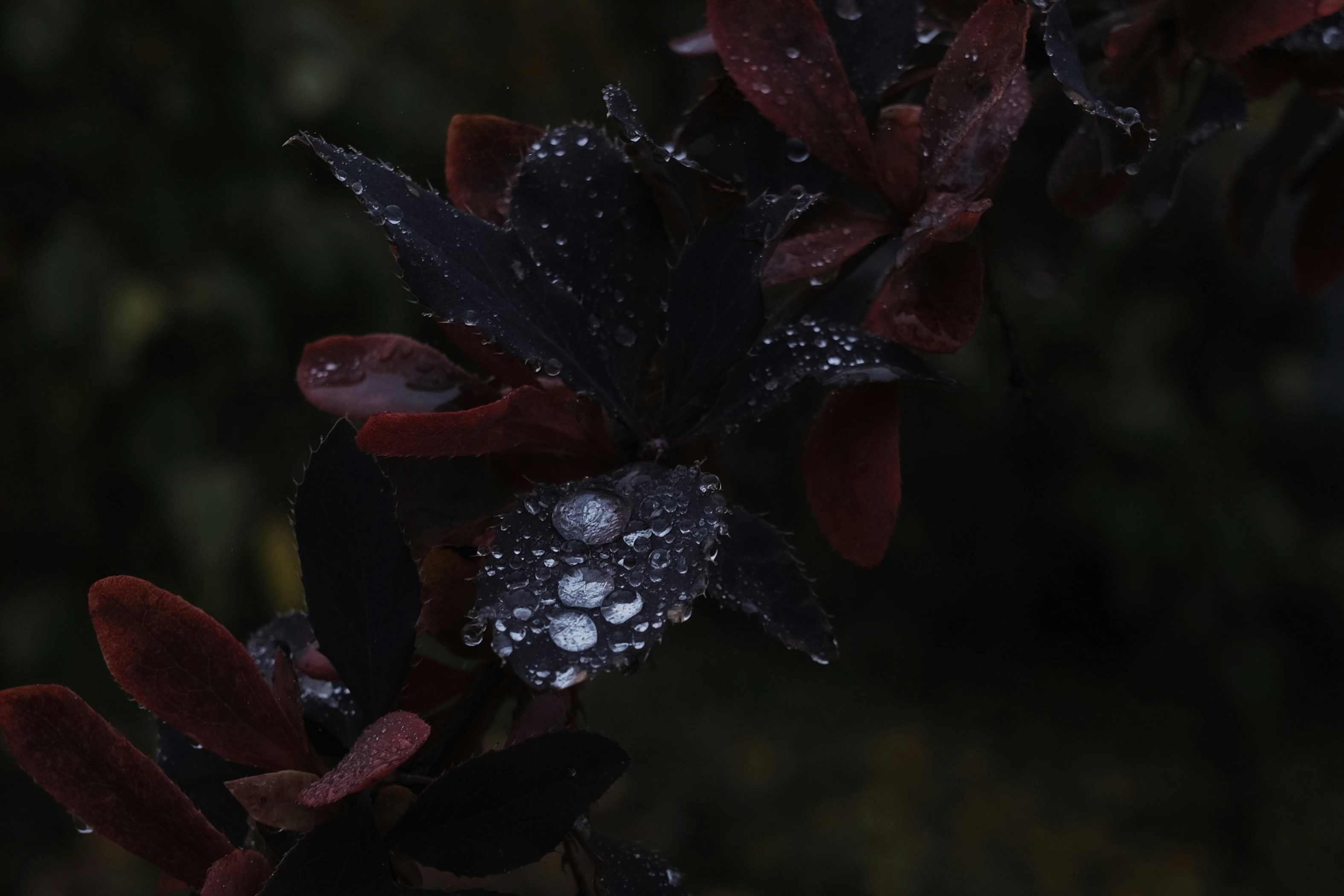 Dew on Velvet Crimson Leaves in a Quiet Dusk