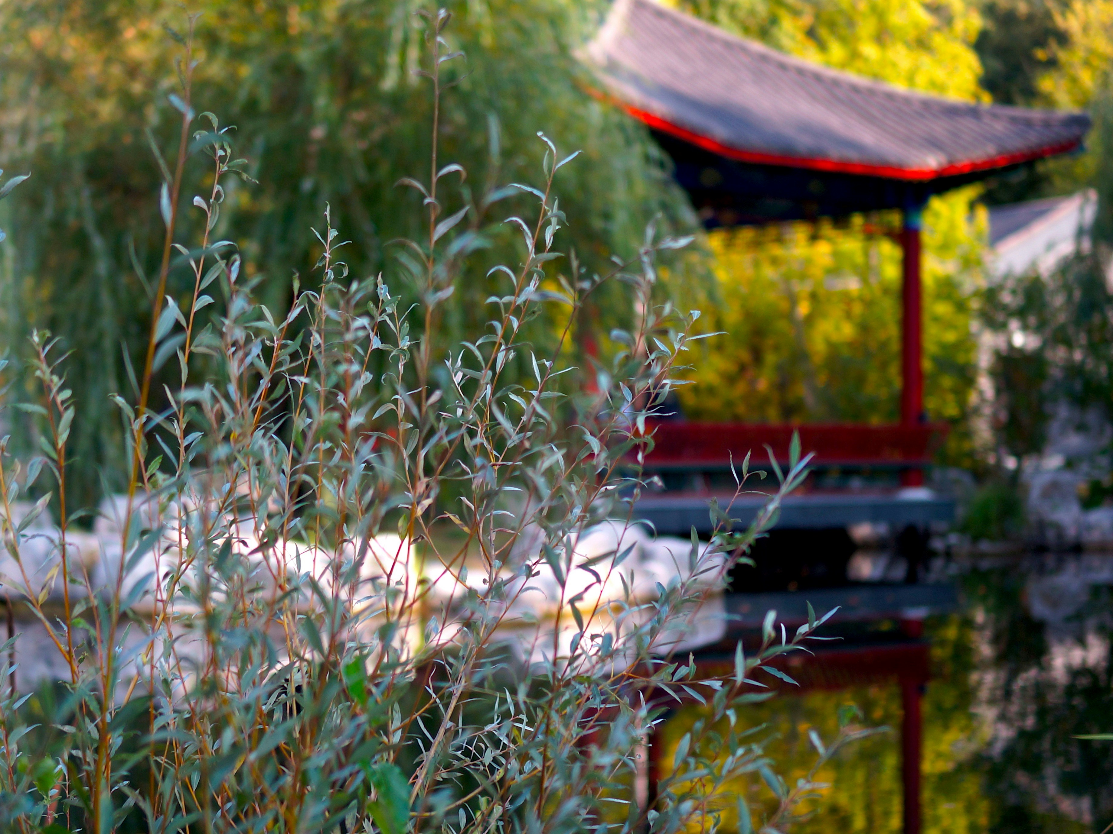 Crimson Pavilion Framed by Gentle Pond Reflections in a Sunlit Garden