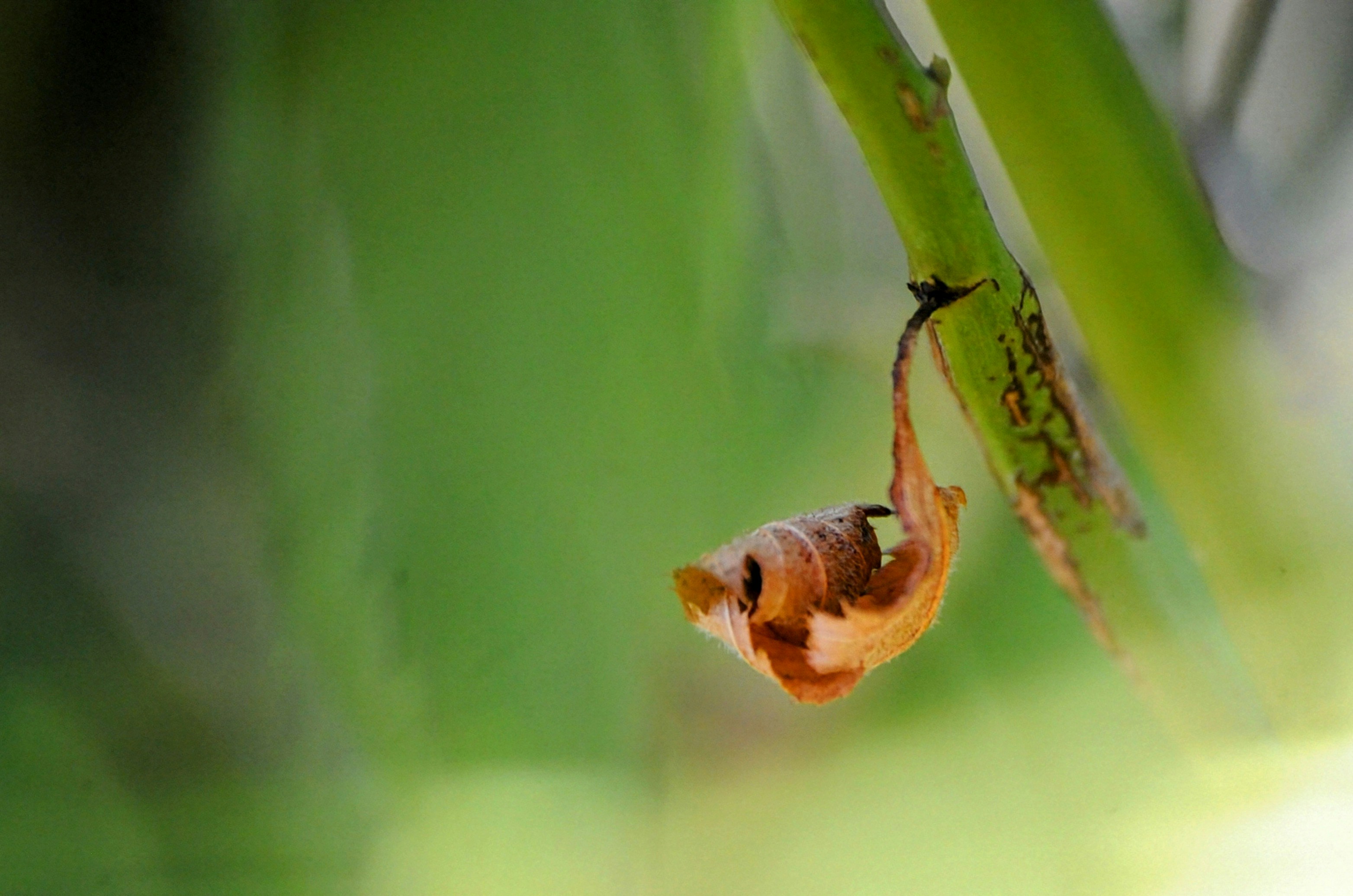 Curl and Quiet: A Tiny Leaf Capsule on Velvet Green