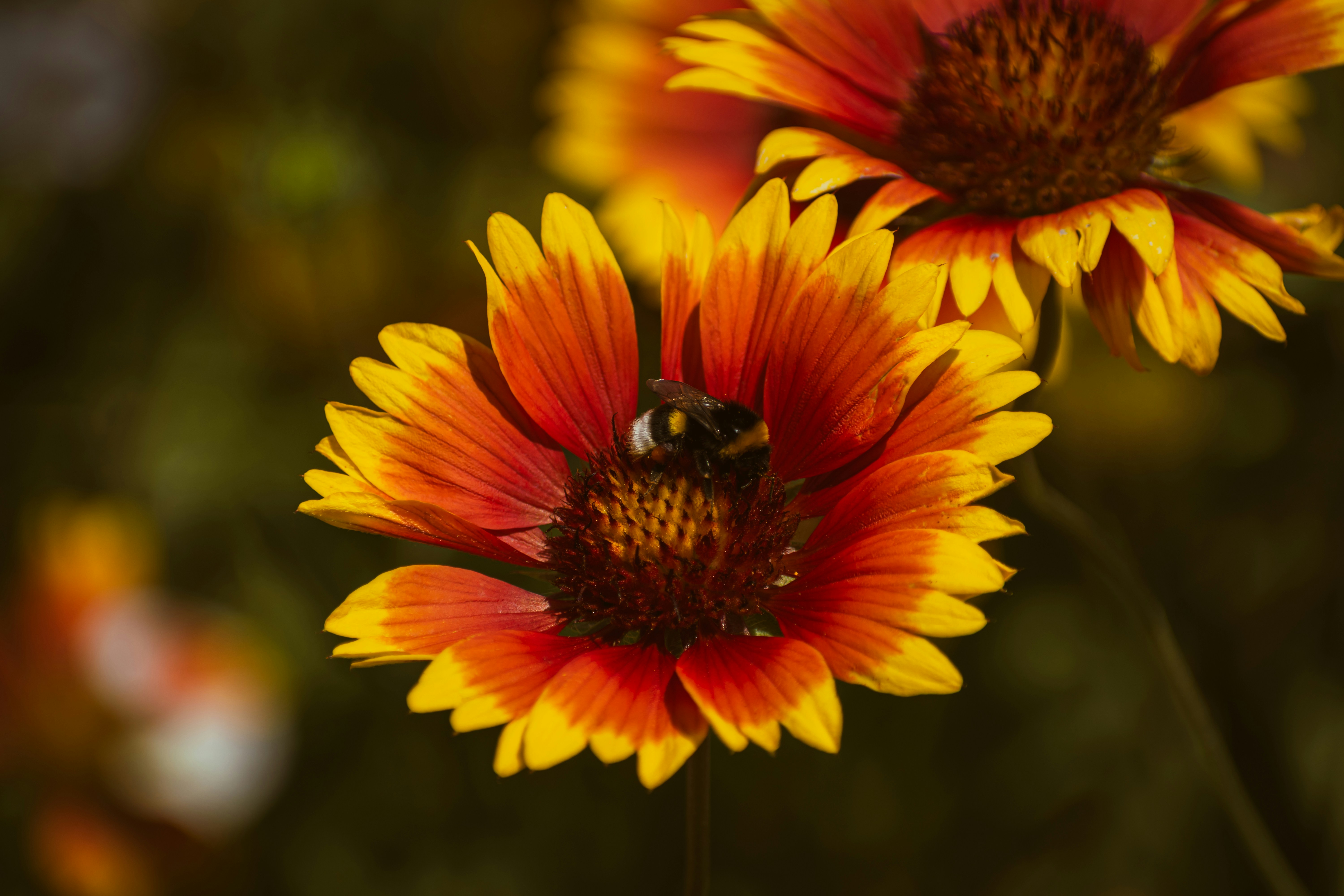 Vibrant orange and yellow flower with a bee at its center, set against a blurred green background.