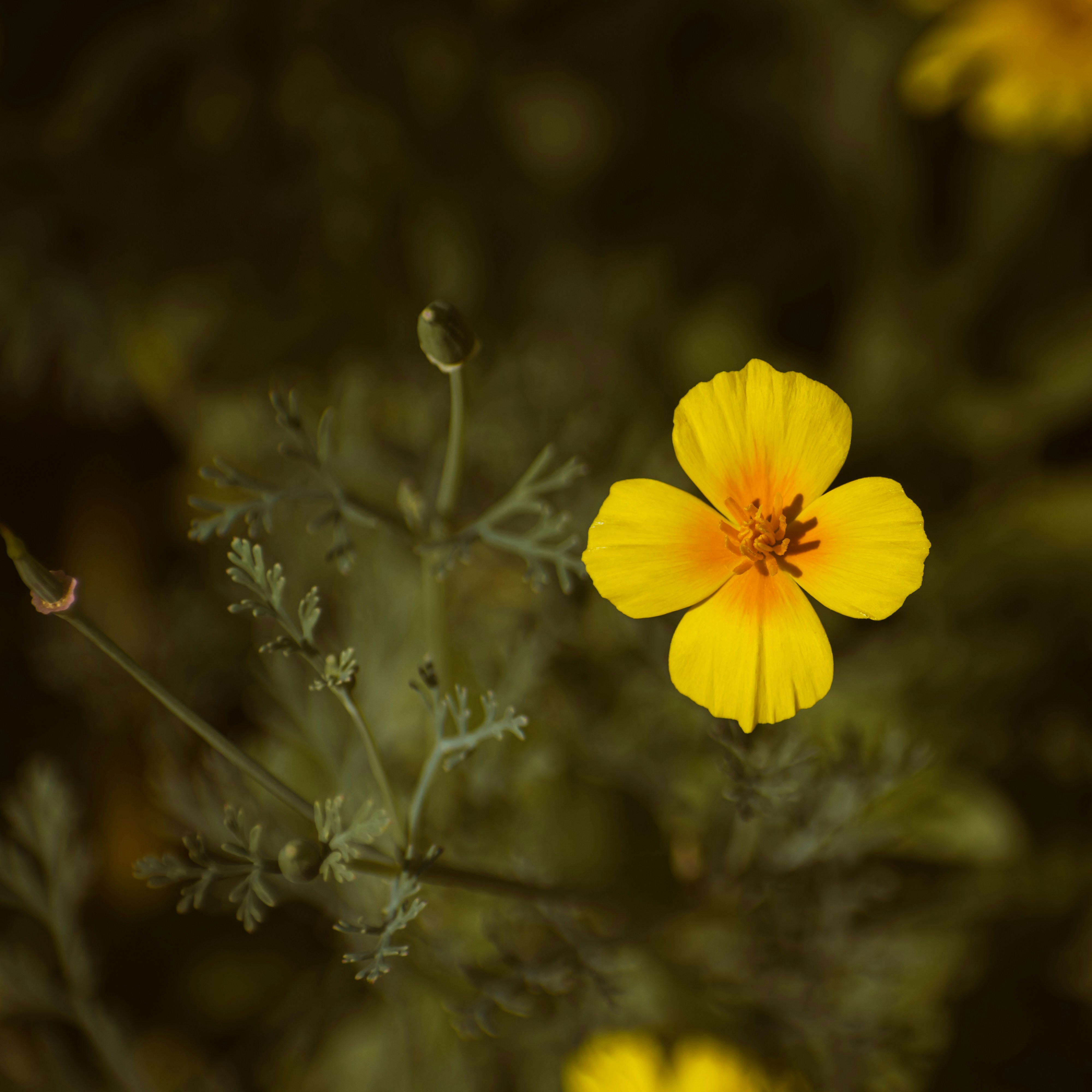 Photo by Nikolett Emmert with Nikon D5600