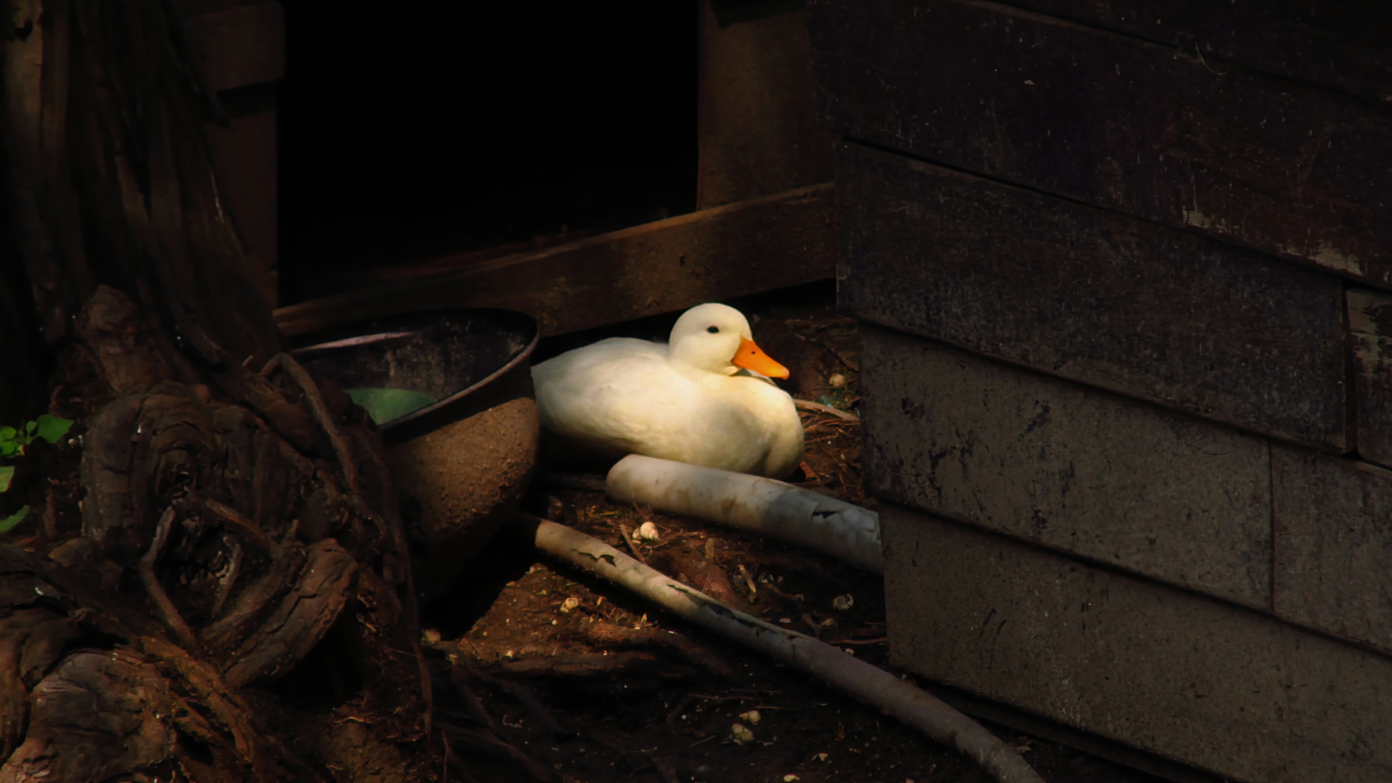 A white duck sitting on top of a pile of rubble photo – Free 莫愁湖 Image ...