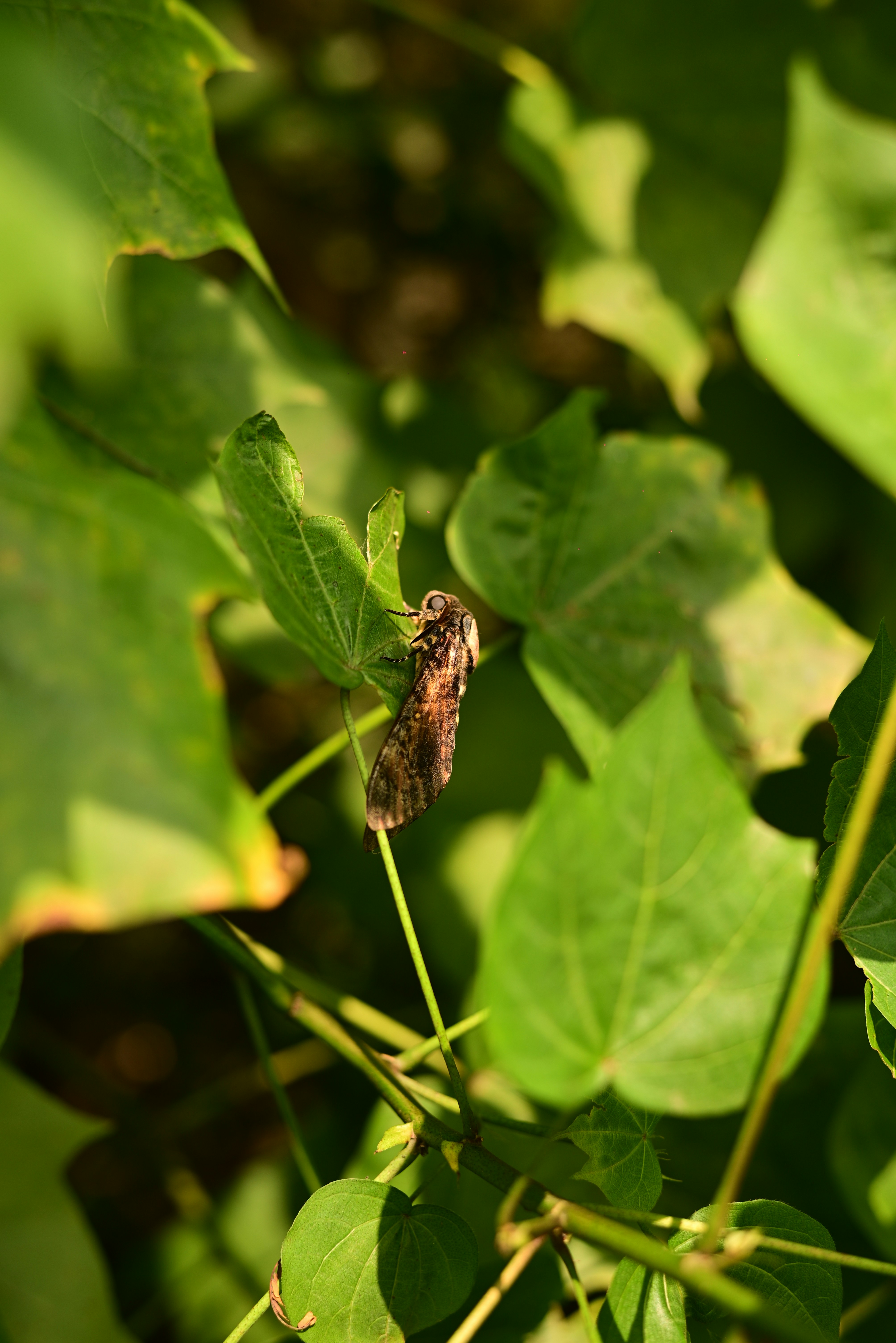 Leaf-veiled Moth on Vine in Dappled Light