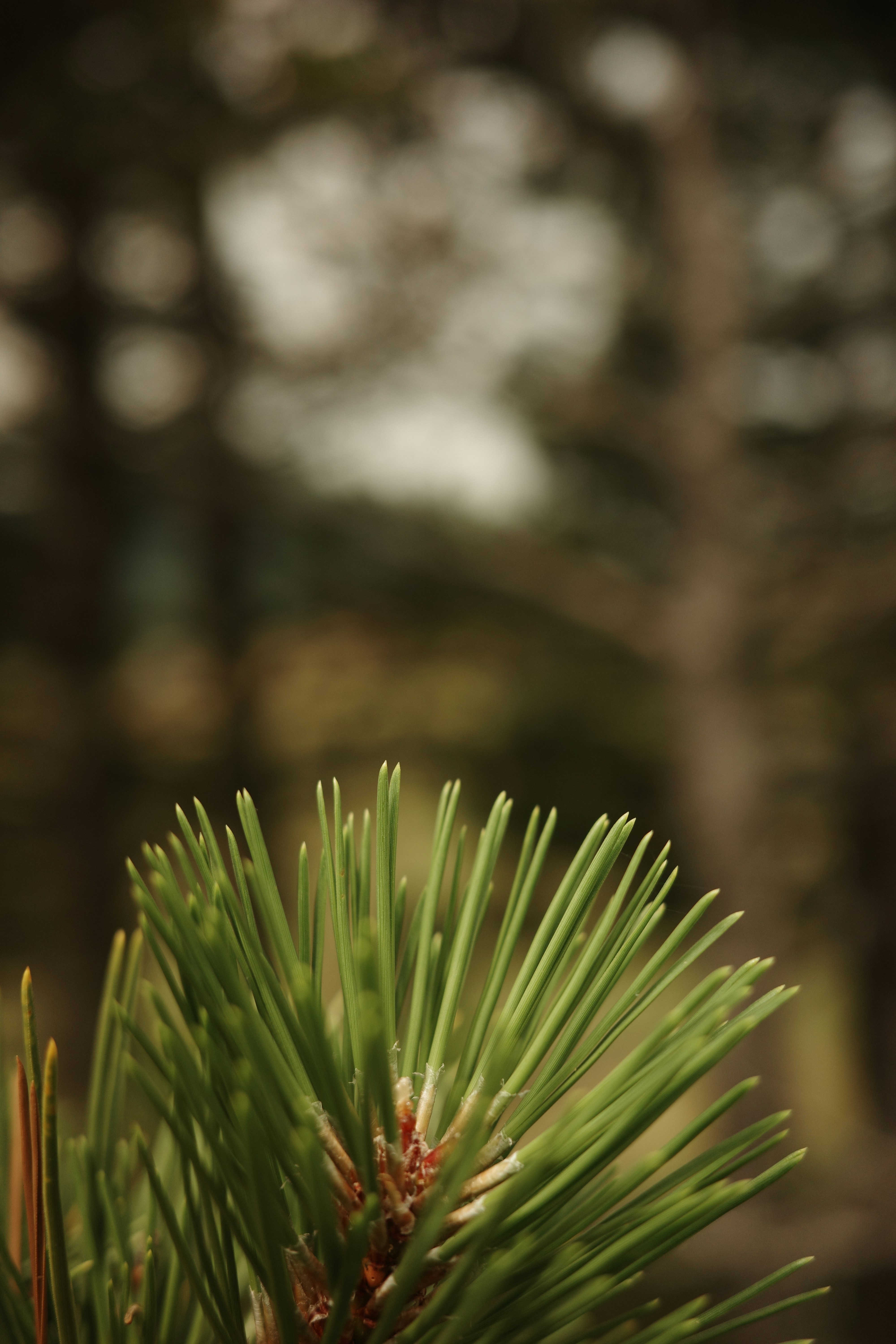 Needle Crown in a Quiet Pine Forest