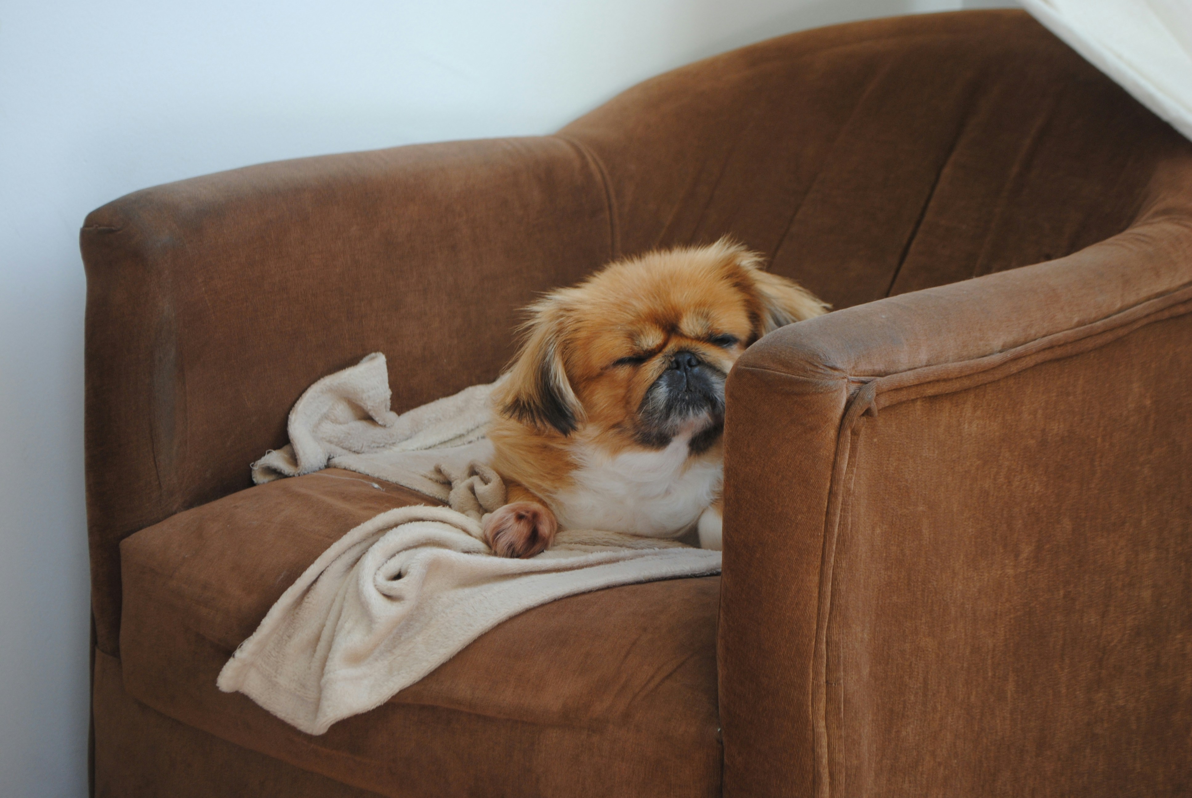 Cozy Canine Retreat