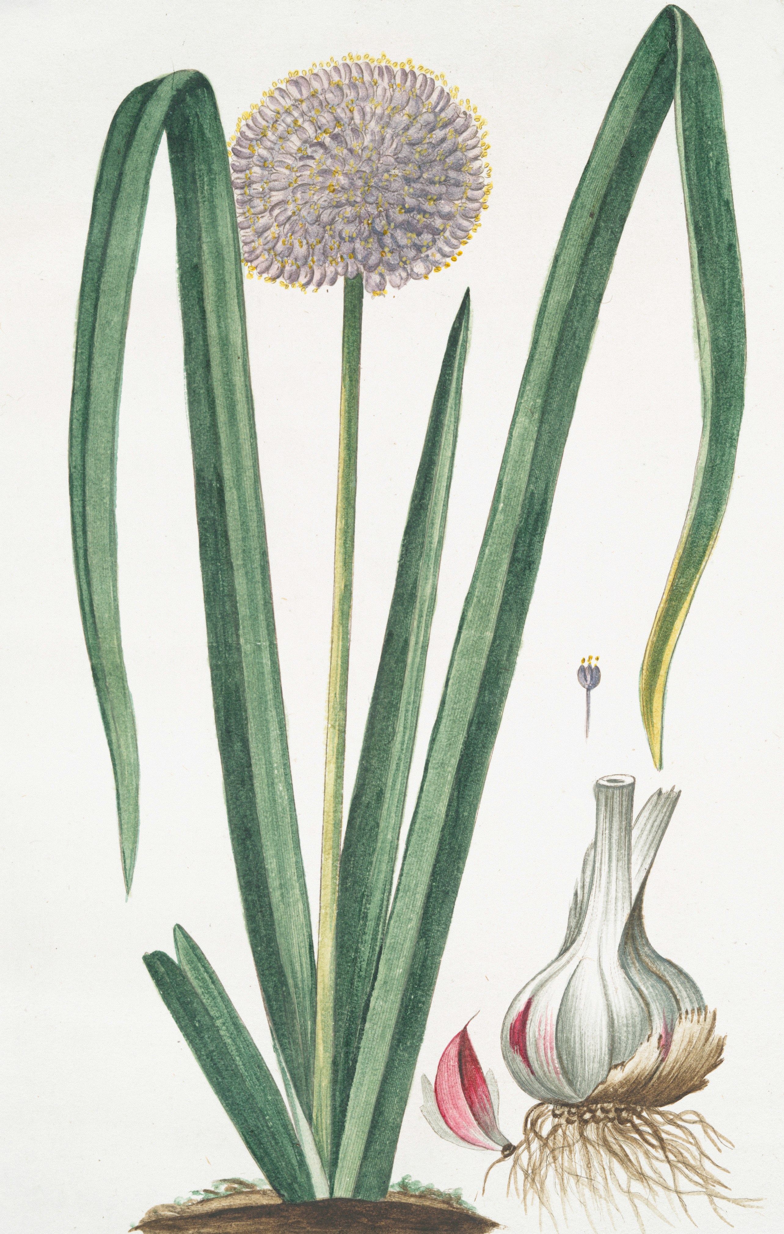A drawing of a flower and a garlic plant photo – Free Plant Image on ...