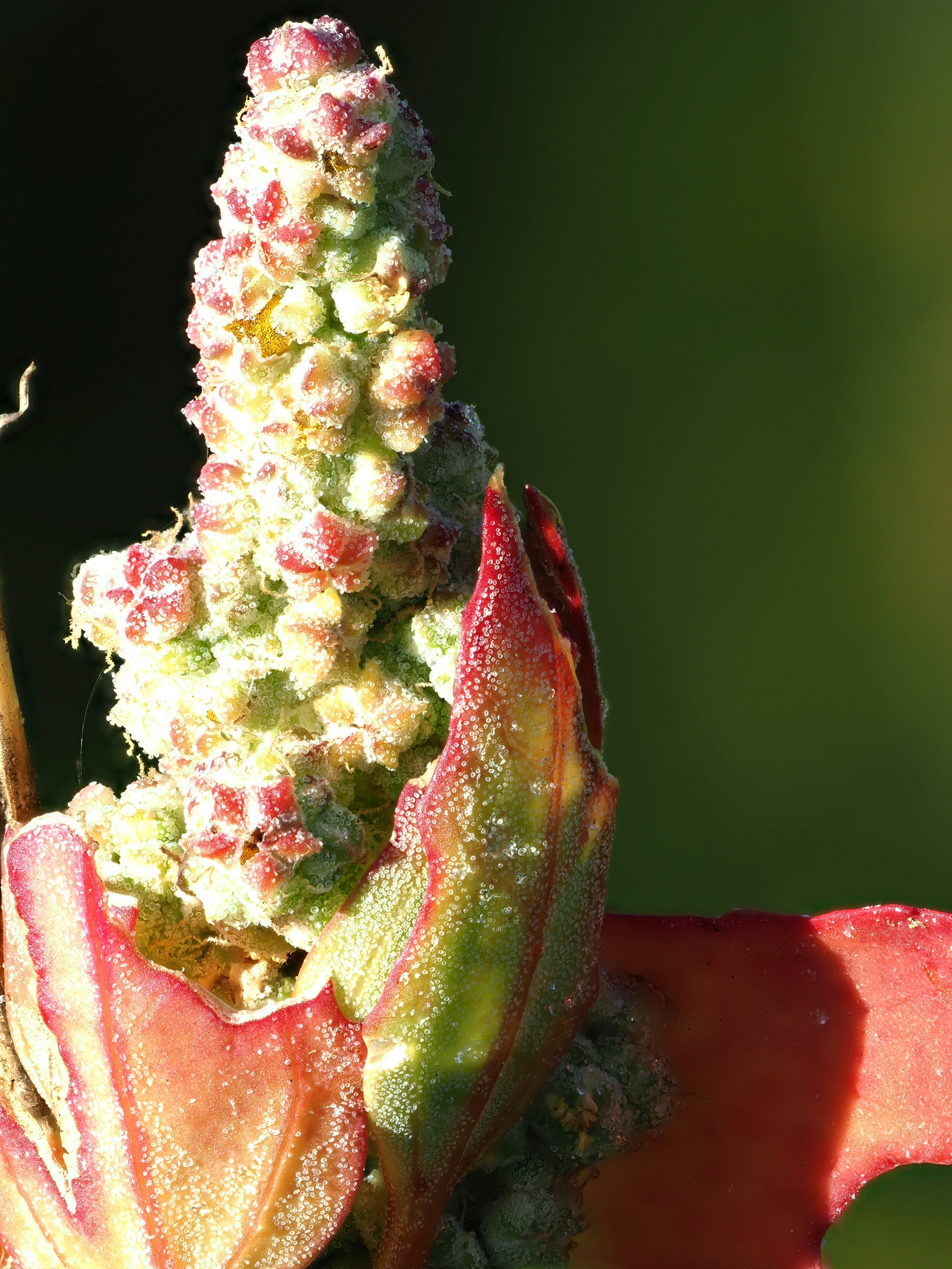 Dawn Frost on a Crimson Bud: Close-Up of a Frosty Bud and Red-tinged Leaves