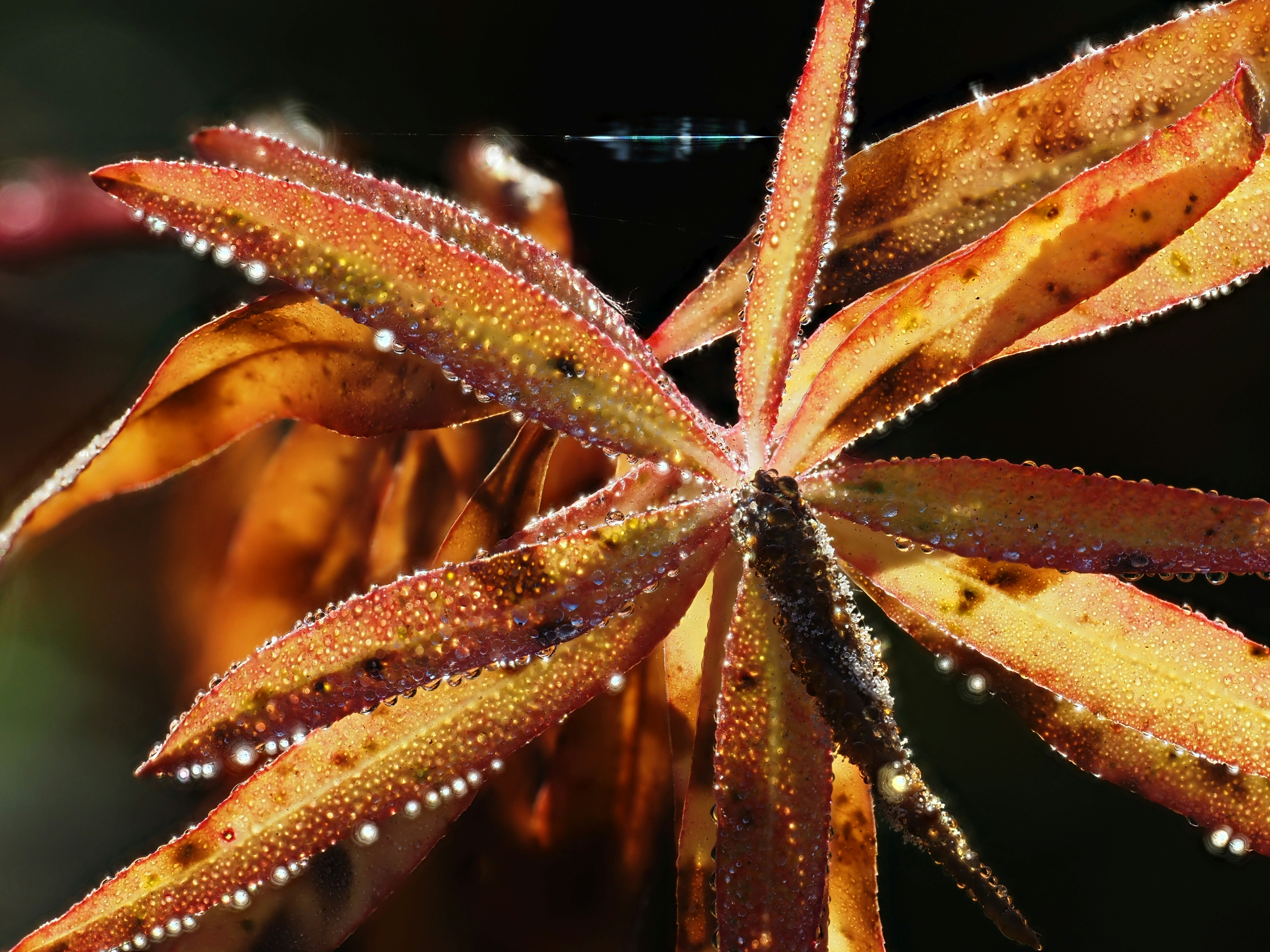 Dew-kissed Rosette: Macro Portrait of Autumn Leaves