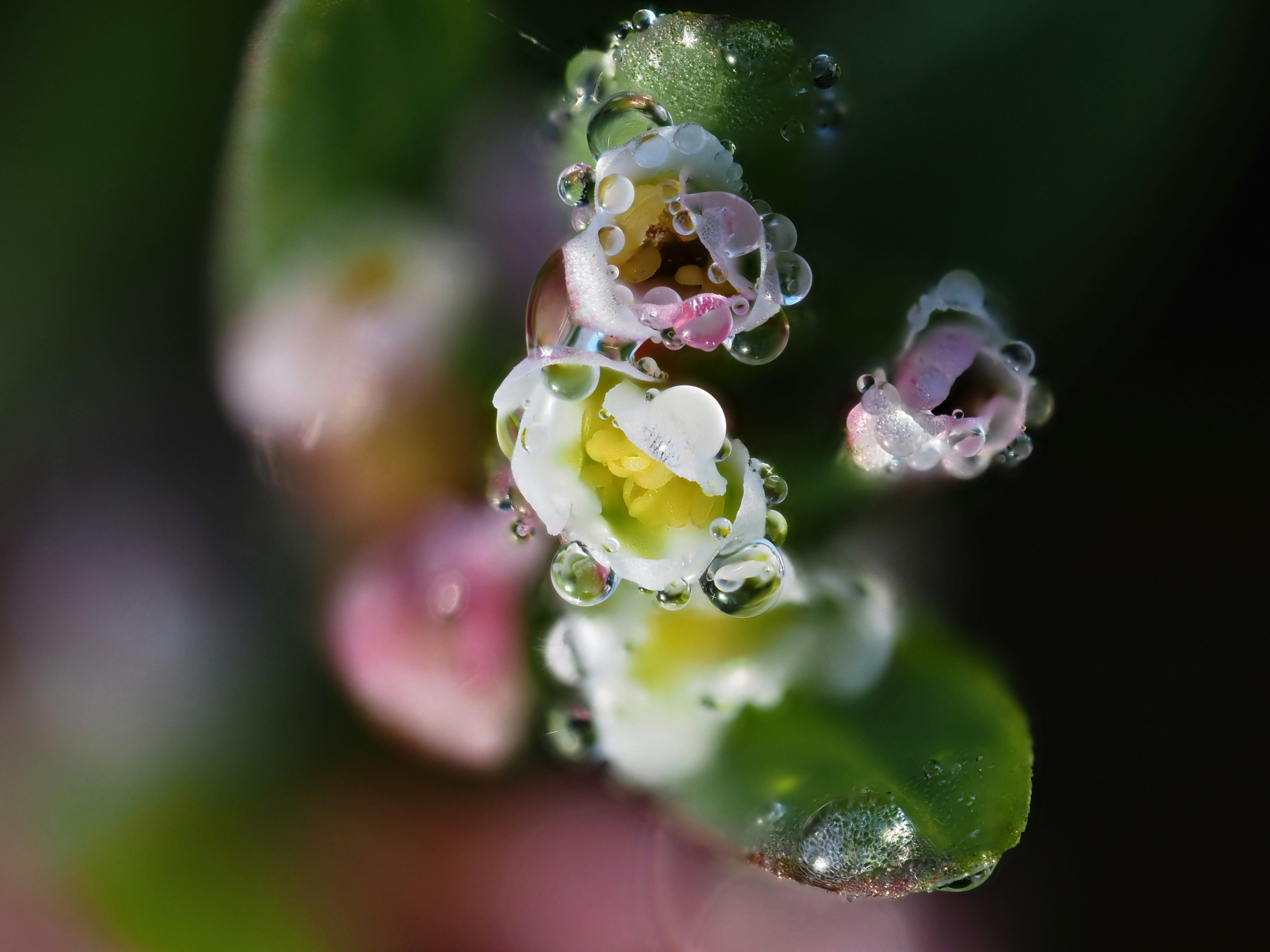 Dew-Kissed Buds: a Micro Portrait of Tiny Blossoms