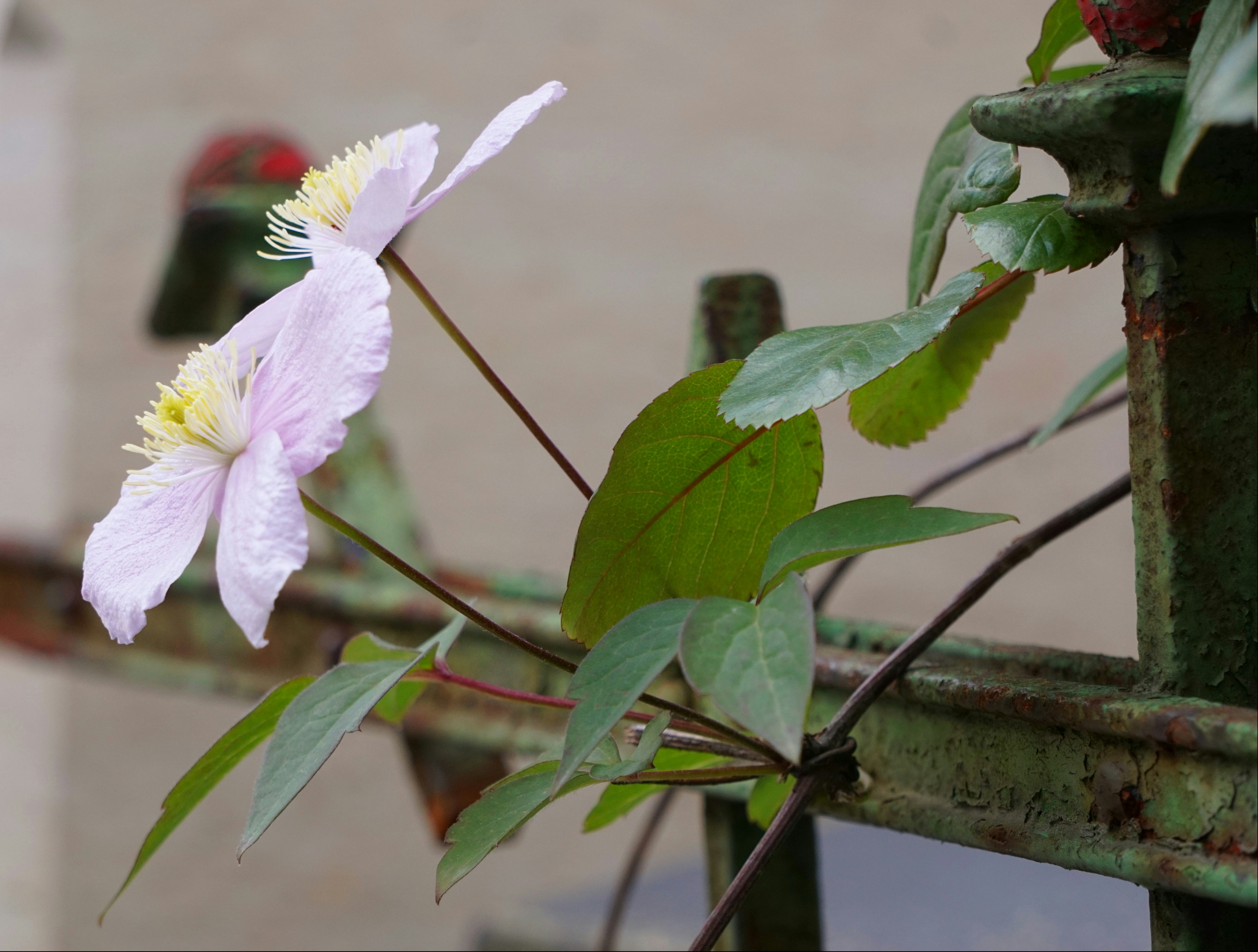 Pink Clematis Clings to a Weathered Green Rail