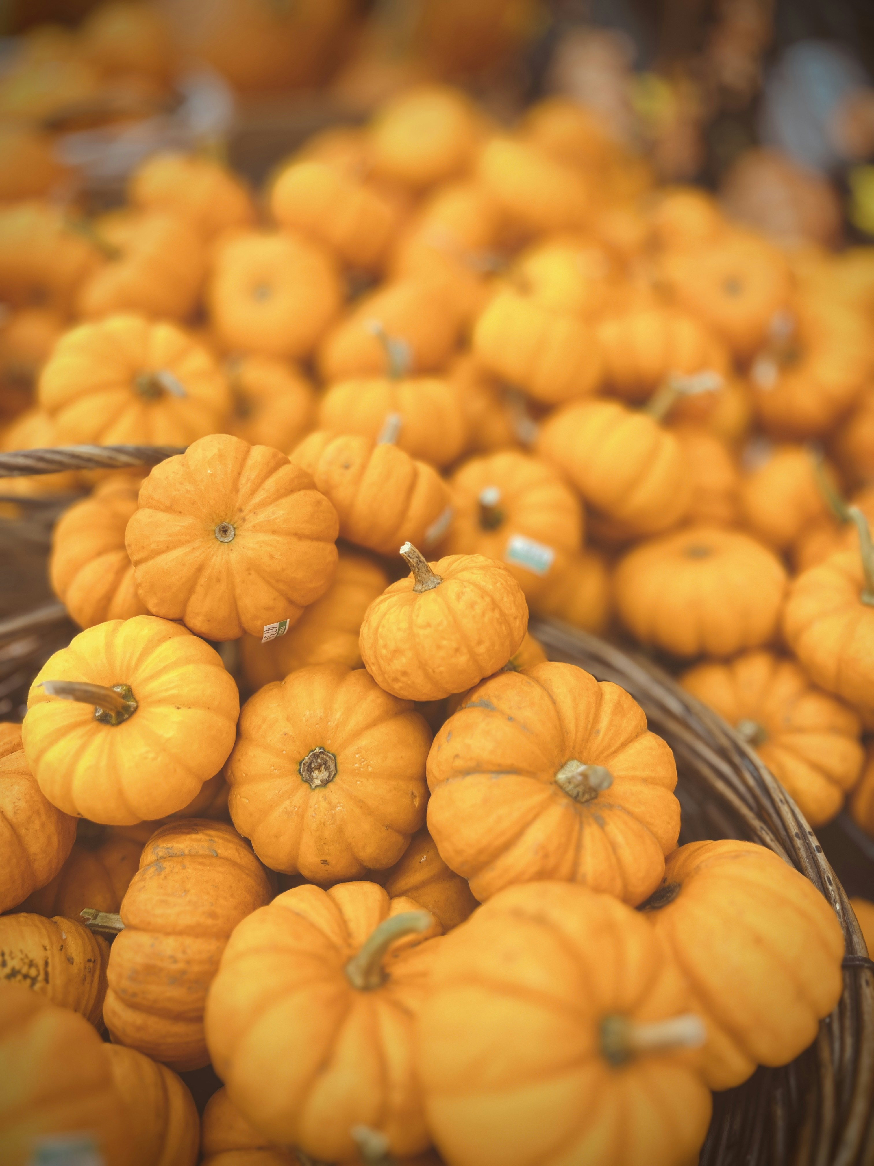 Harvest Harmony: A Sea of Miniature Gourds