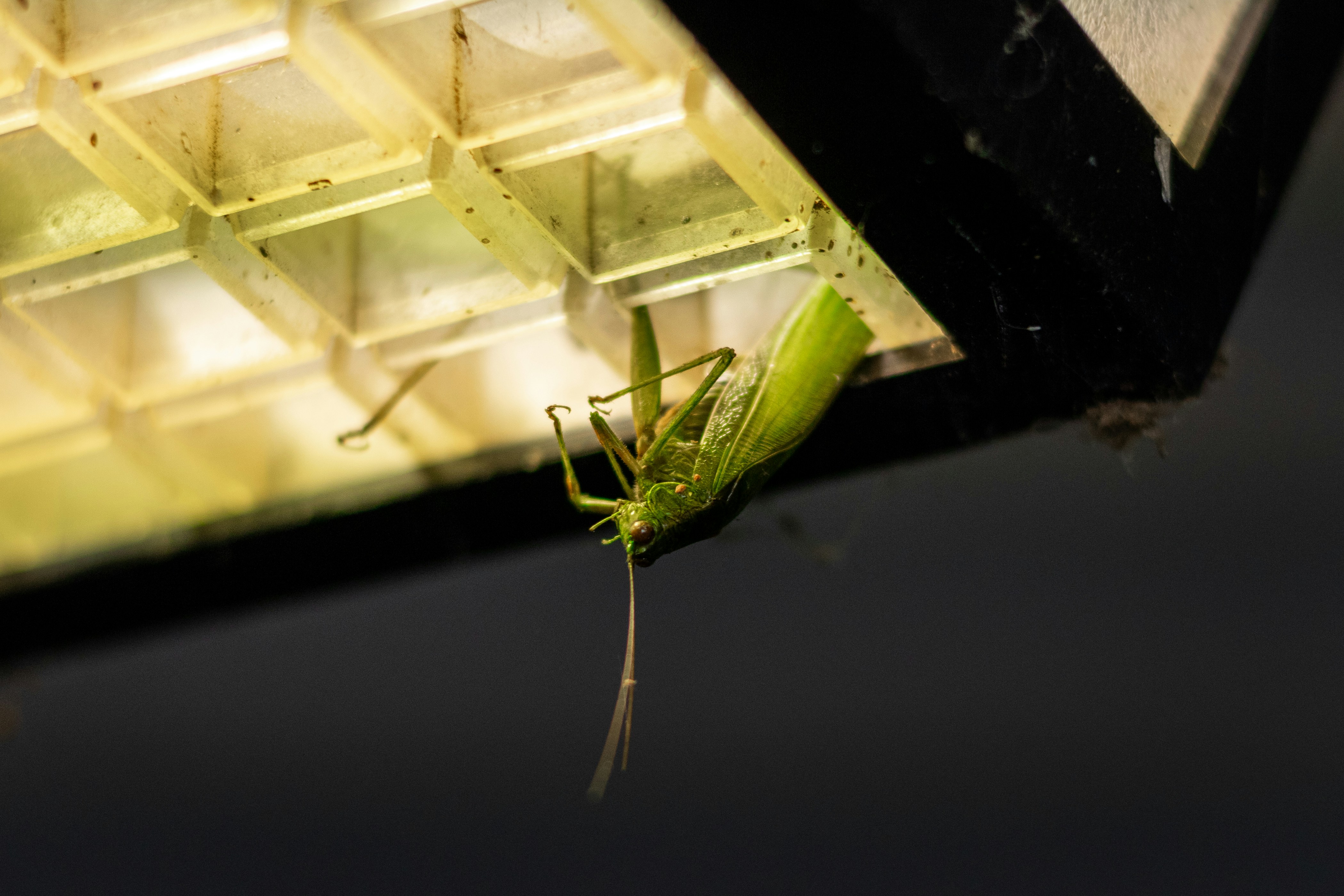 Mantid at the Edge of a Glowing Grid