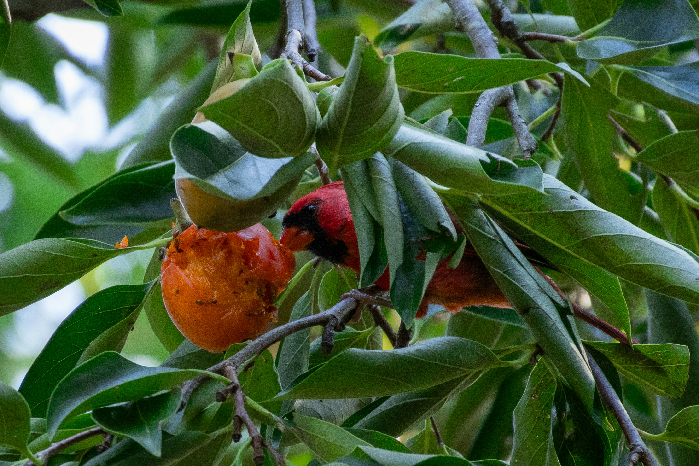 Scarlet Beak in a Persimmon Glow Beneath a Green Canopy