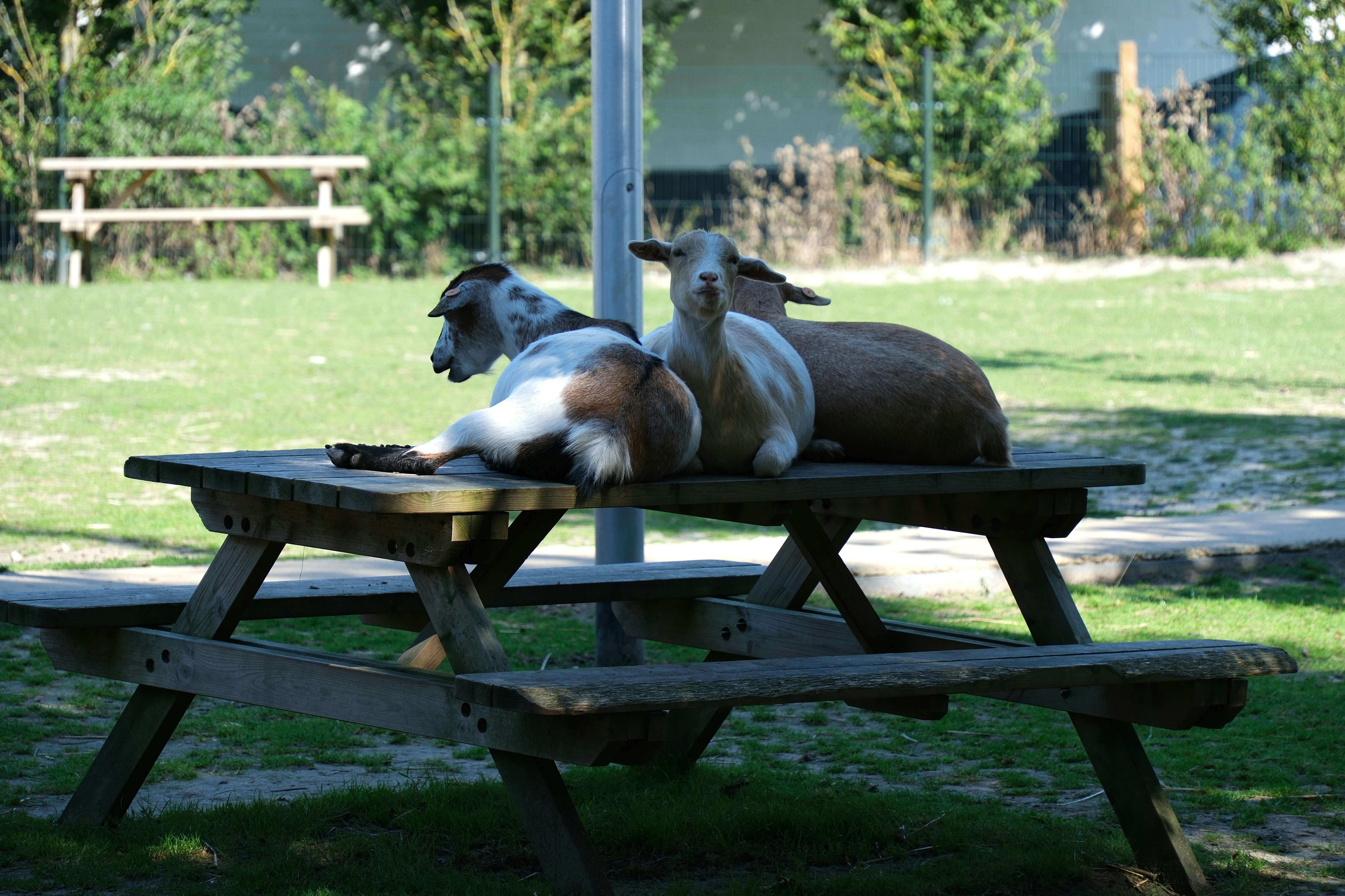 Parkside Doze: Two Goats Repose on a Weathered Picnic Table